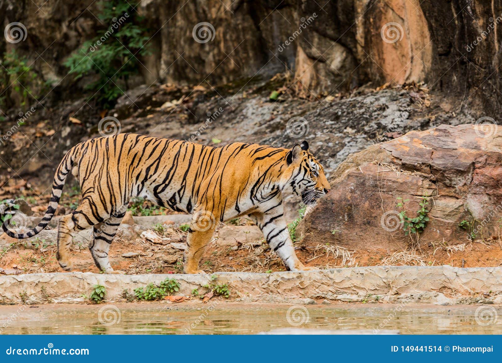Tiger in the Nature Habitat. Tigers Walking Stock Photo - Image of ...