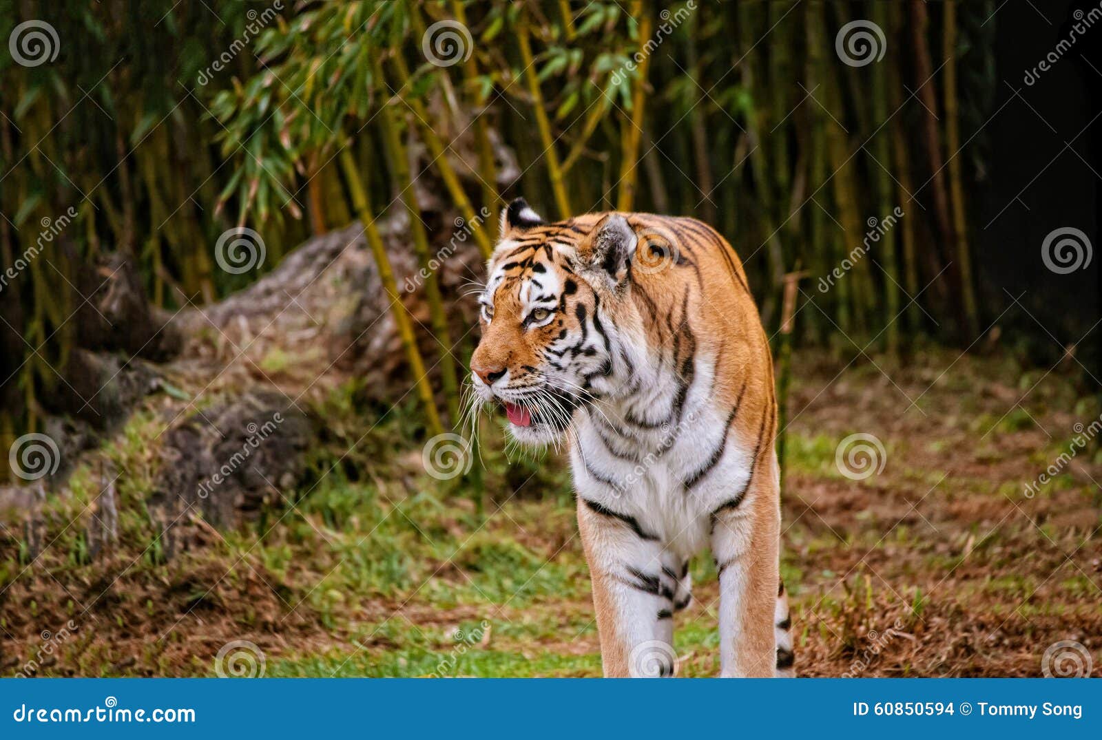 Tiger near bamboo forest stock photo. Image of tigiris - 60850594