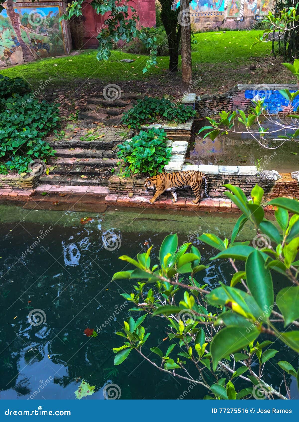 Tiger near water stock photo. Image of safari, wild, waterhole - 77275516