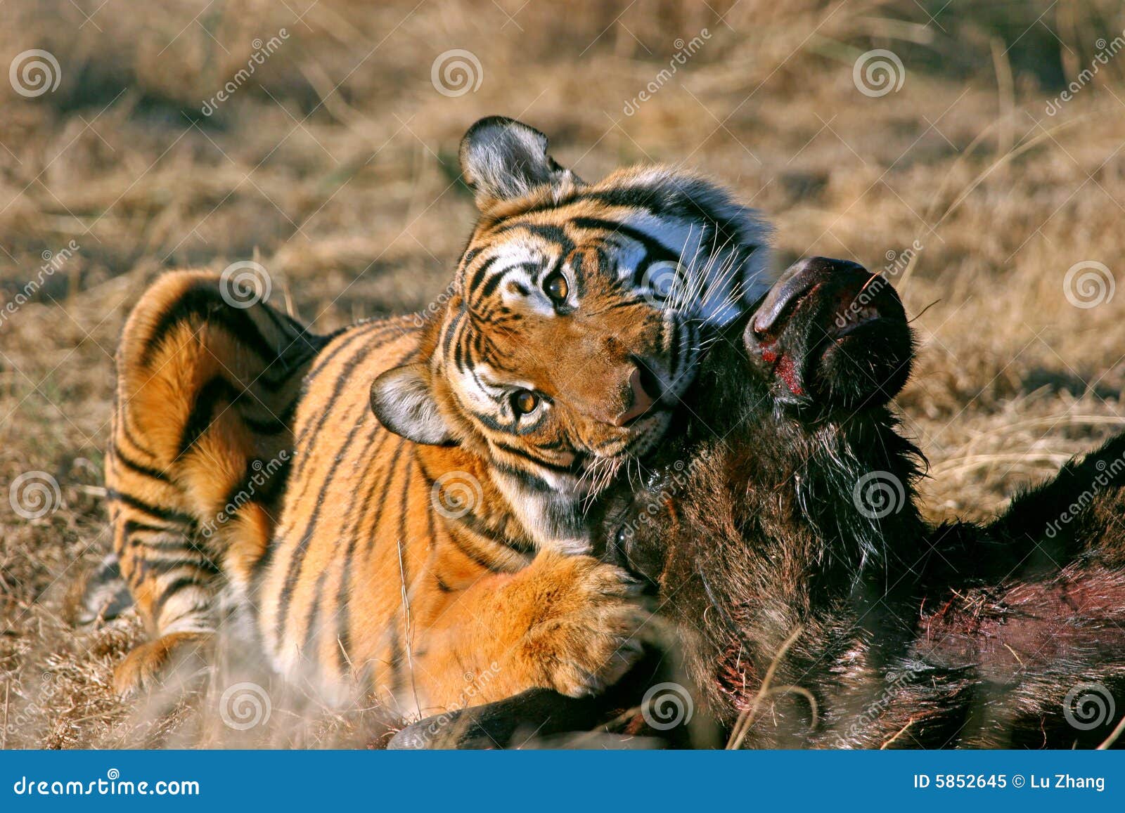 Tiger nice bite stock image. Image of predator, beauty - 5852645
