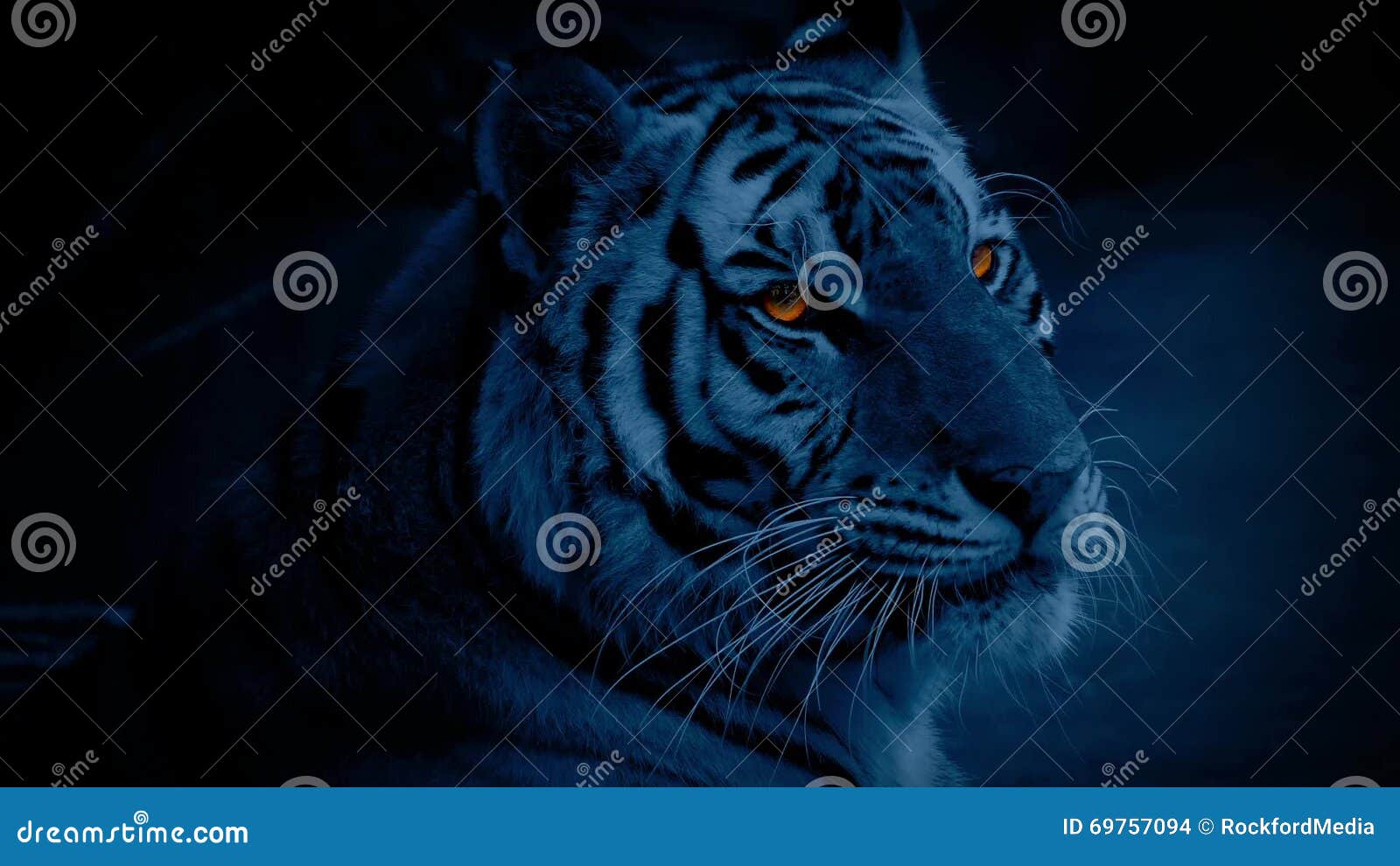 Tiger at Night with Glowing Eyes Stock Footage - Video of tiger, fierce ...