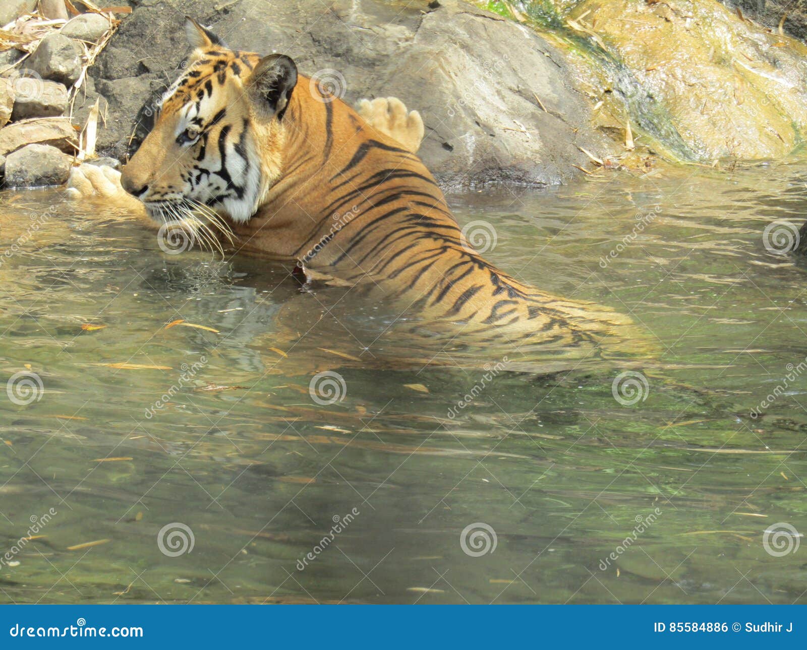 Tiger stock photo. Image of mumbai, tiger, safari, forest - 85584886