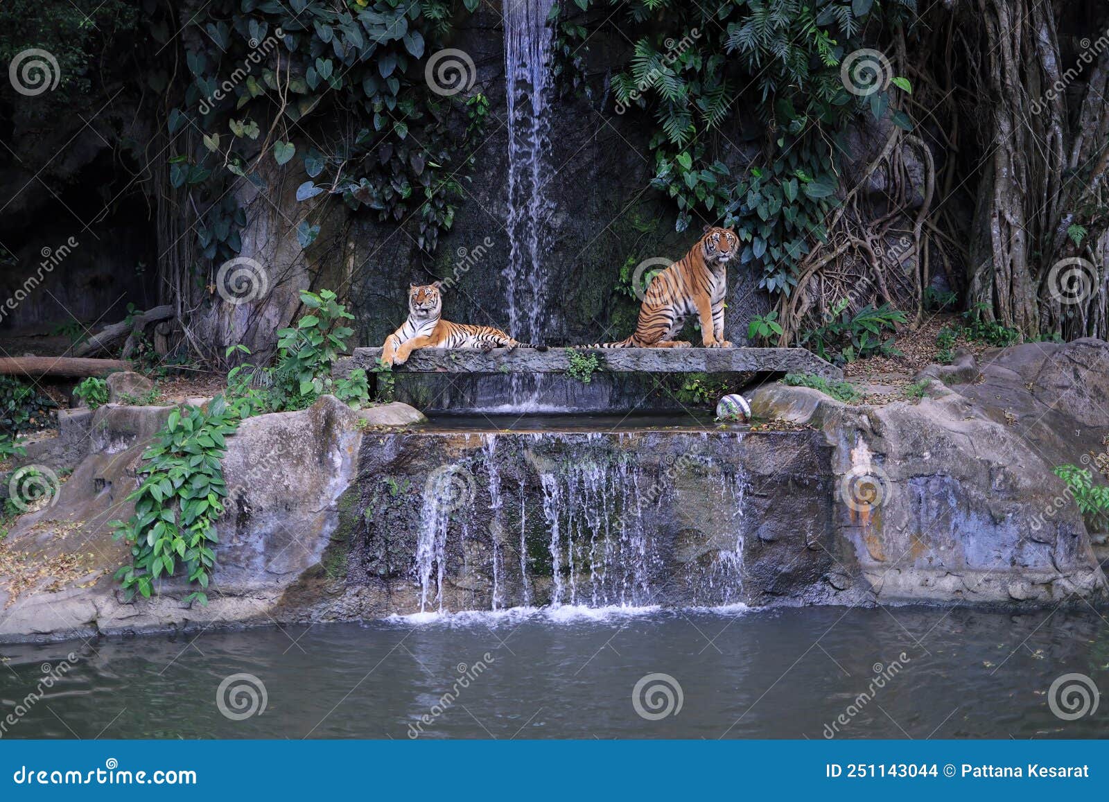 Tiger in open zoo stock photo. Image of beautiful, rock - 251143044