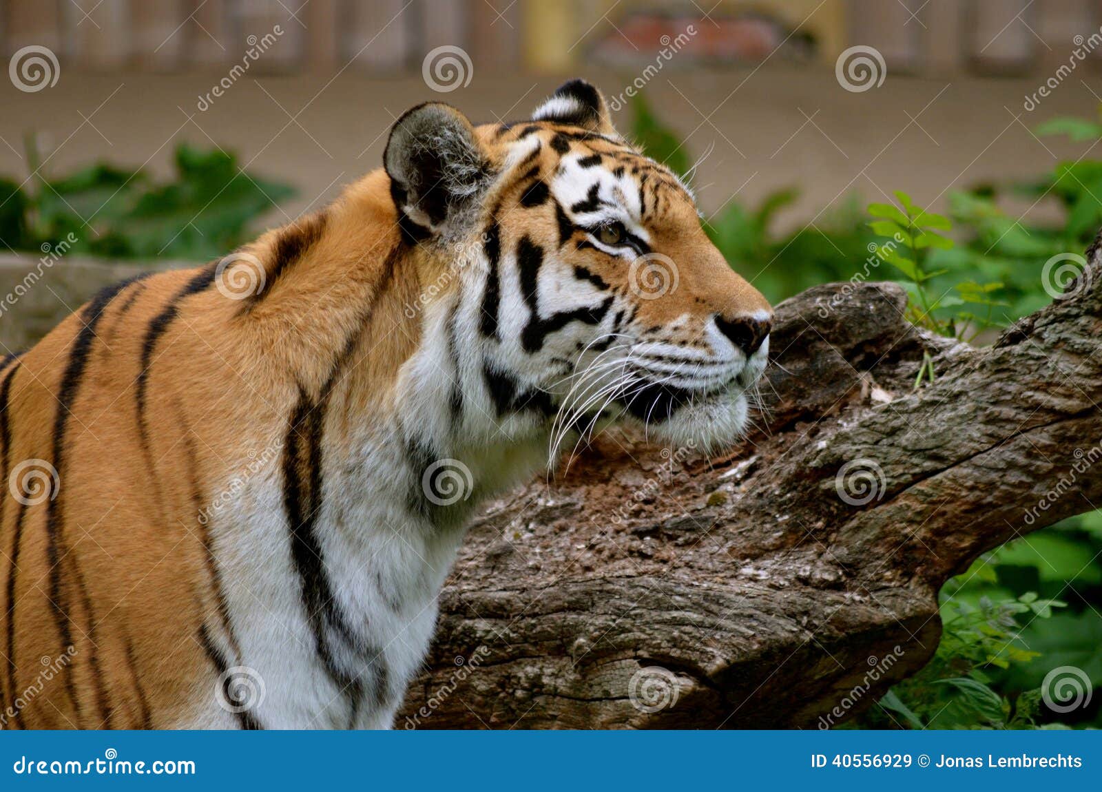 Tiger stock image. Image of lion, tiger, branch, bengal - 40556929