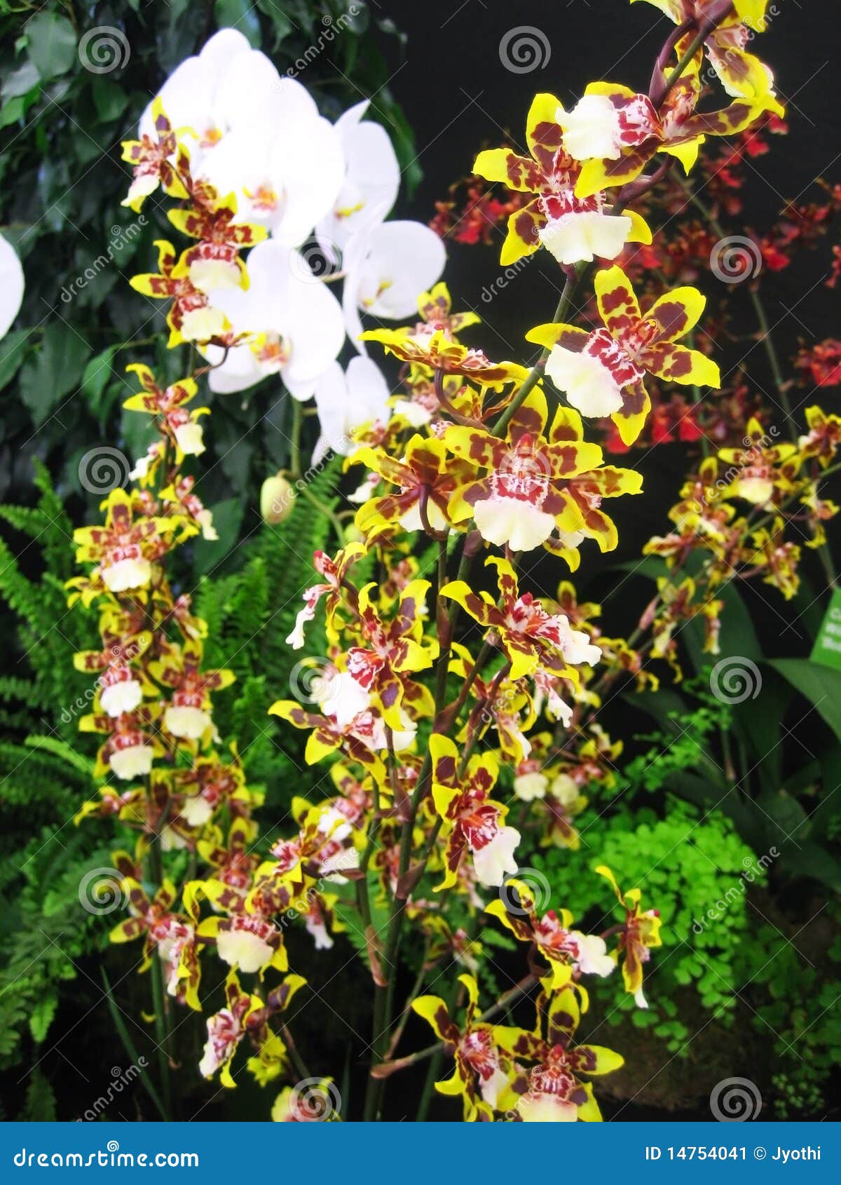 Tiger orchids stock image. Image of plants, park, colors - 14754041
