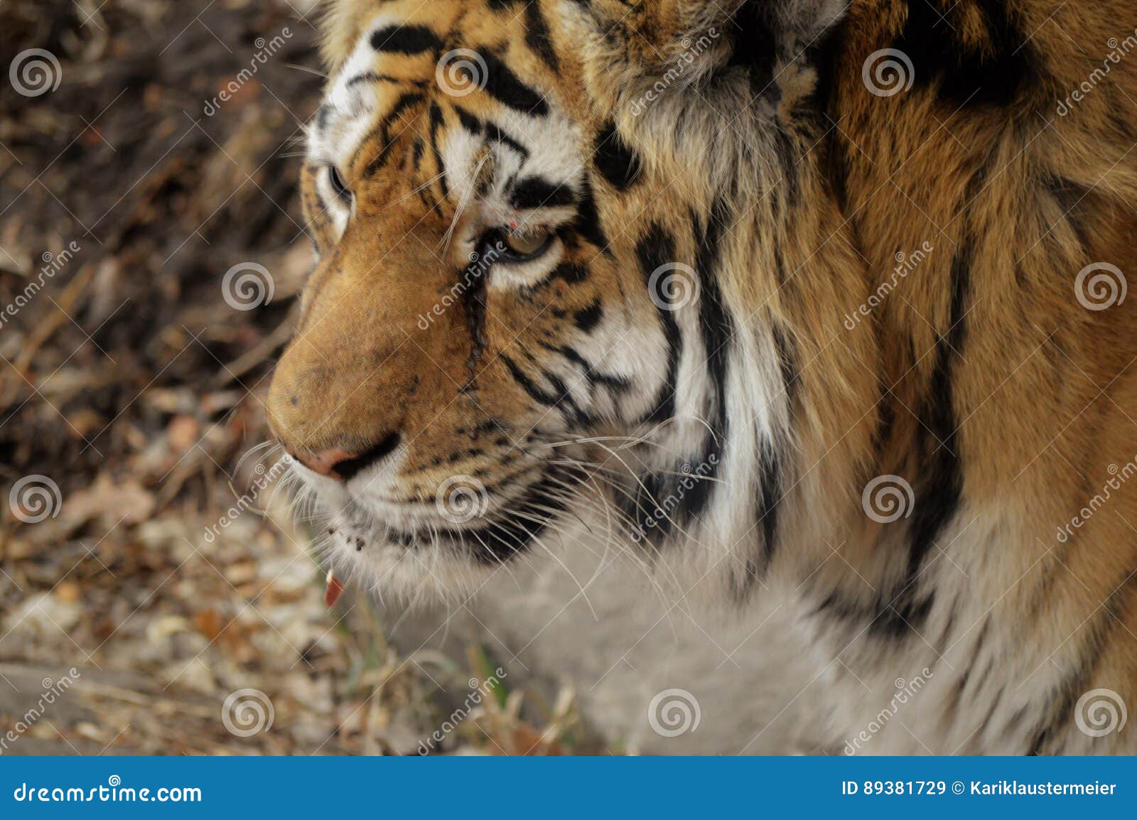 Tiger stock image. Image of icon, perspective, eyes, ground - 89381729
