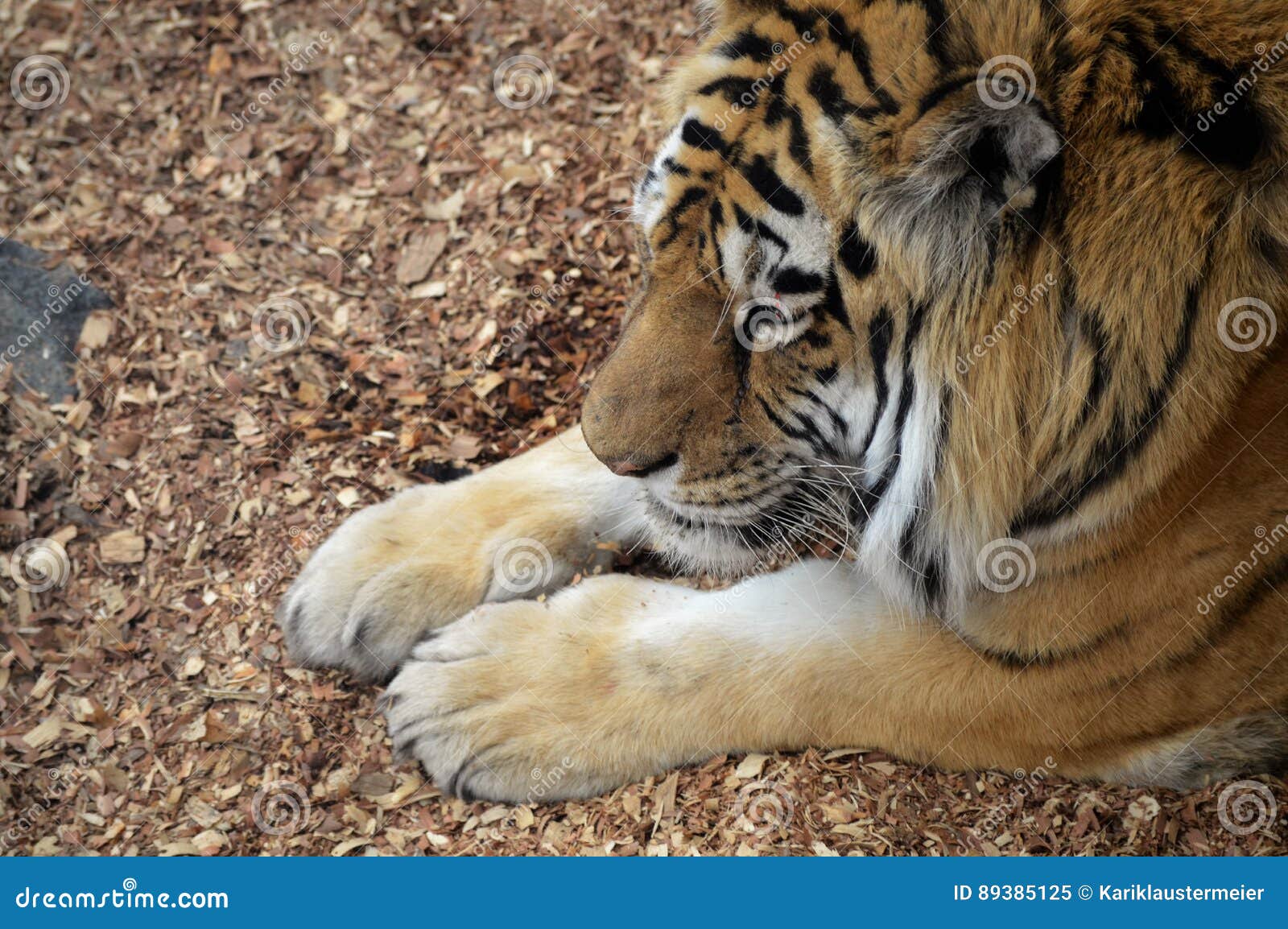 Tiger stock image. Image of close, curious, perspective - 89385125