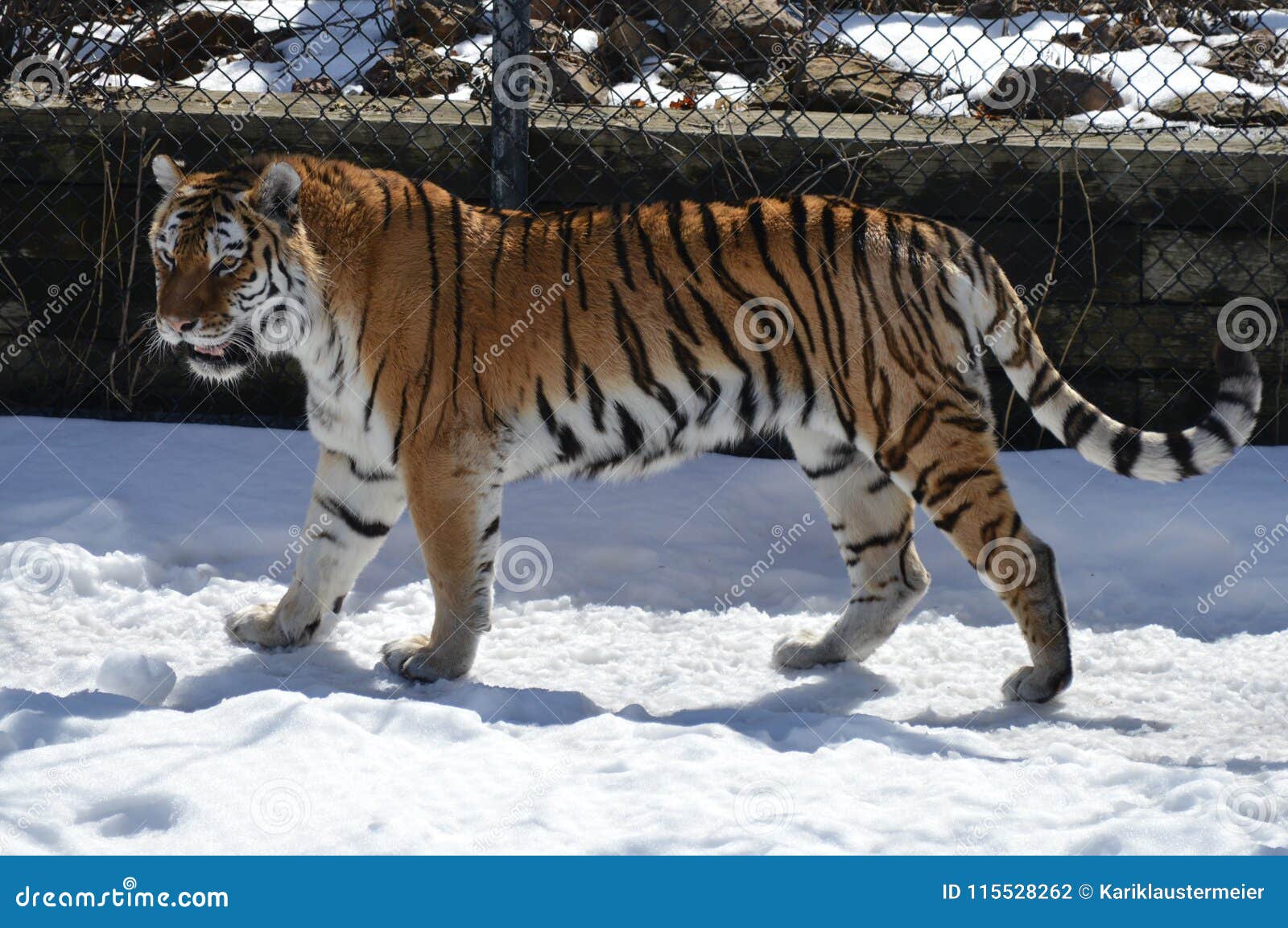 Tiger in the Outdoors during Winter Stock Photo - Image of backdrop ...