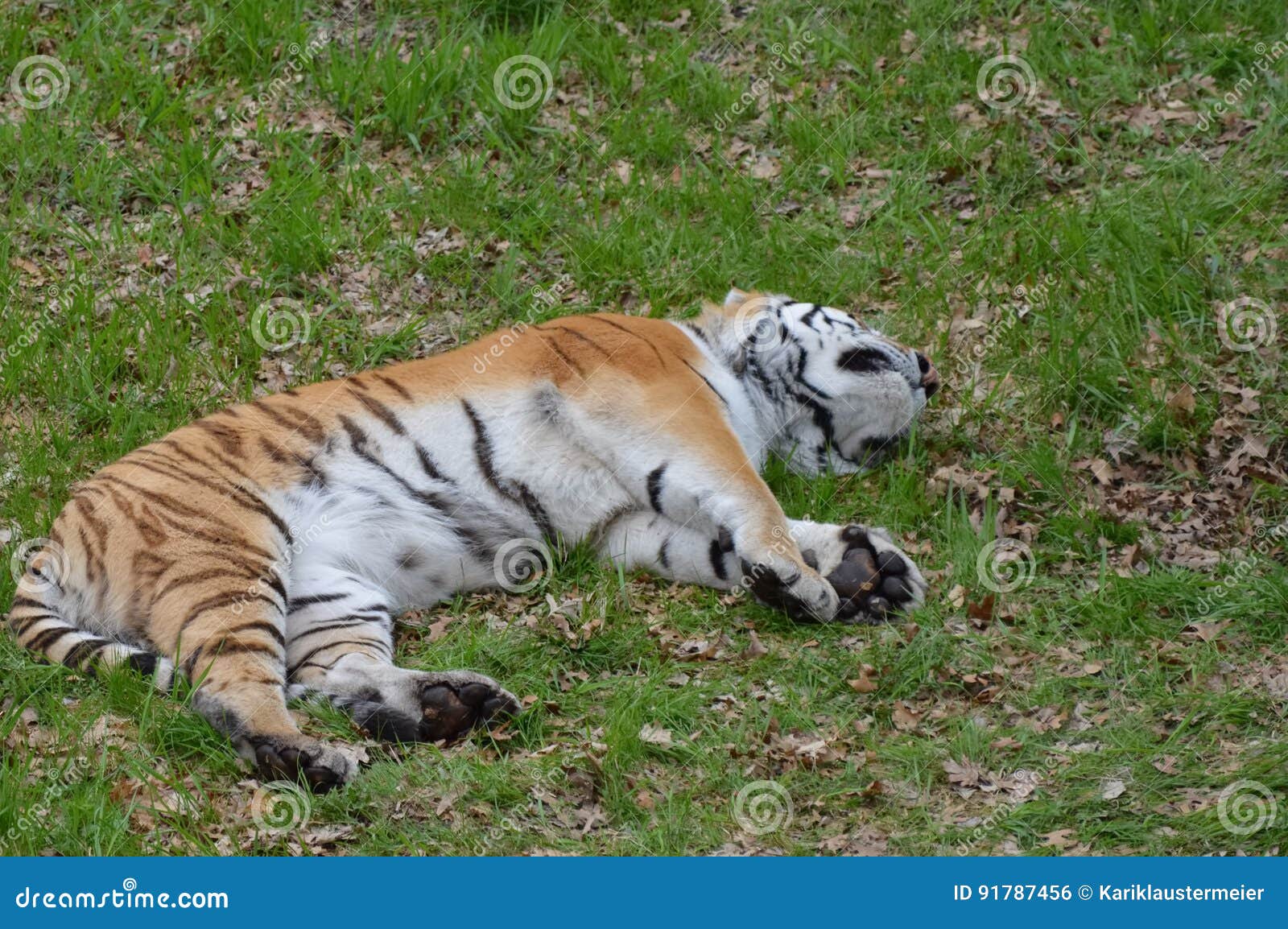 Tiger stock photo. Image of brown, back, eyes, center - 91787456