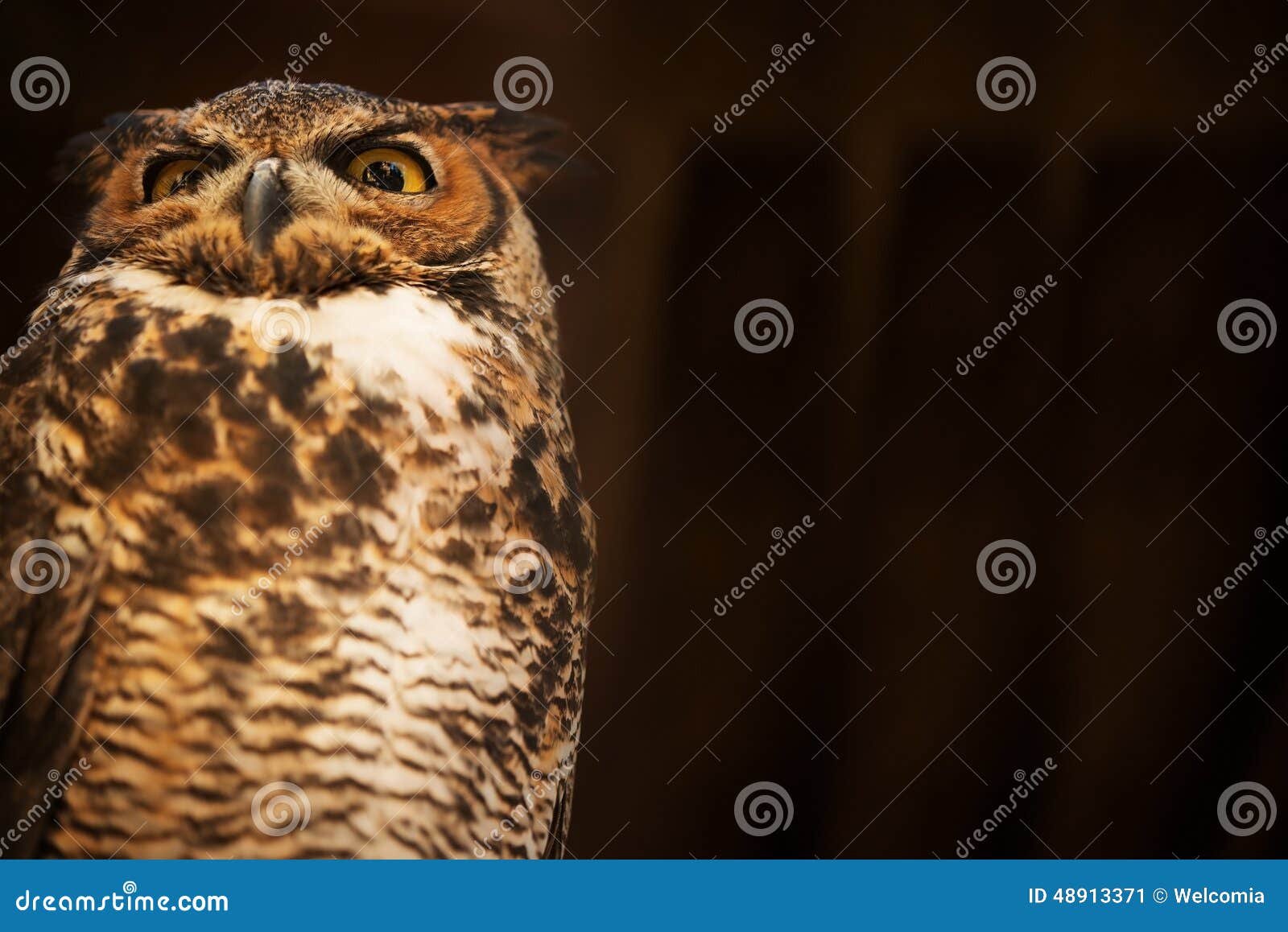Tiger Owl stock image. Image of wings, look, flying, feathers - 48913371