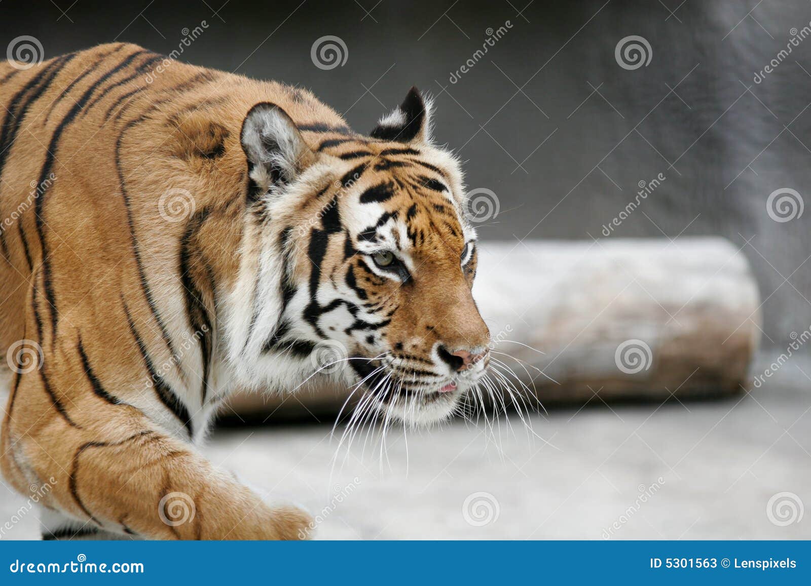 Tiger Pacing stock image. Image of baton, eyes, tigers - 5301563