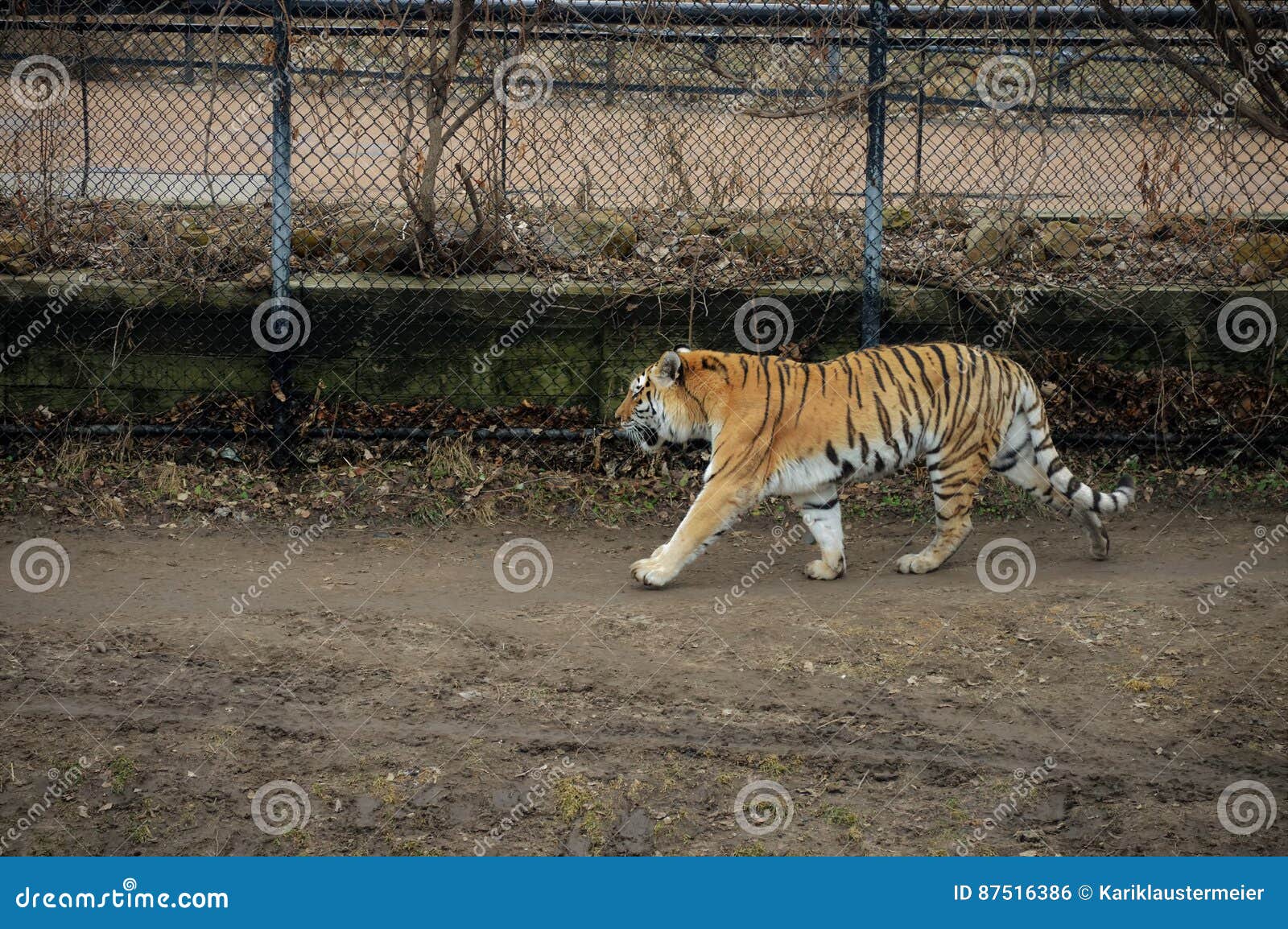 Tiger Pacing Within Her Enclosure Stock Image | CartoonDealer.com ...