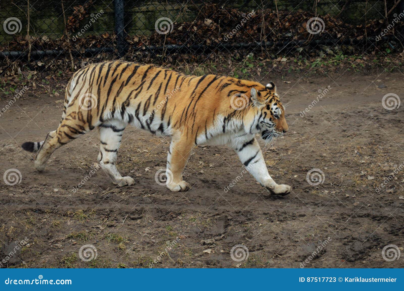 Tiger Pacing Within Her Enclosure Stock Image | CartoonDealer.com ...