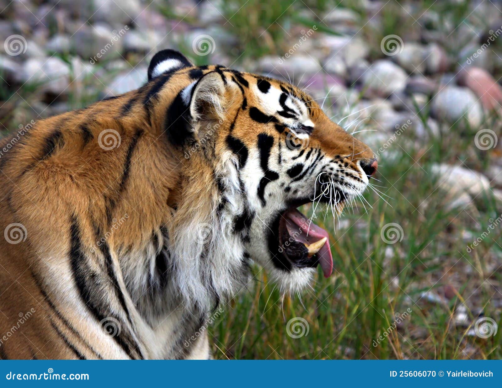 Tiger Panting Stock Photo - Image: 25606070