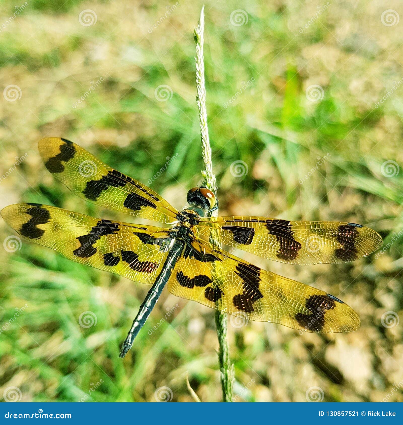 Tiger patterned Drafon fly stock image. Image of grass - 130857521