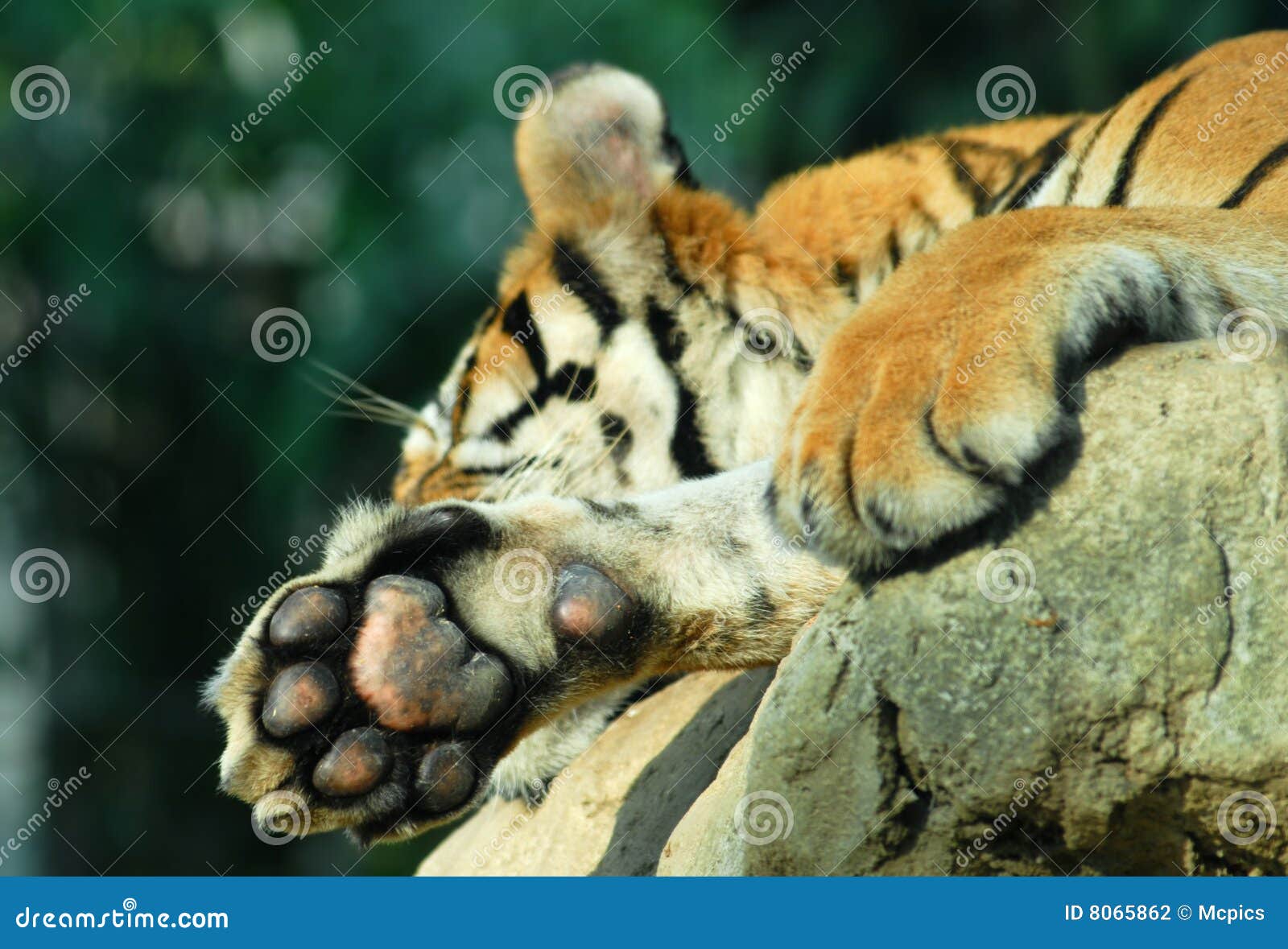 Tiger paw stock photo. Image of tiger, wild, animal, nature - 8065862