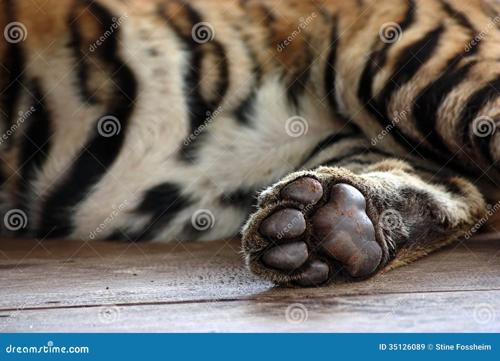 Tiger Paw stock image. Image of baby, tiger, nature, mammals - 35126089