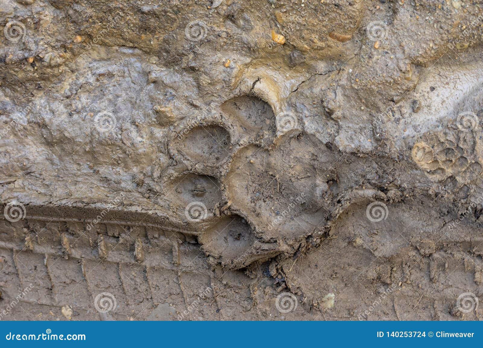 Tiger Paw Print stock photo. Image of print, beauty - 140253724