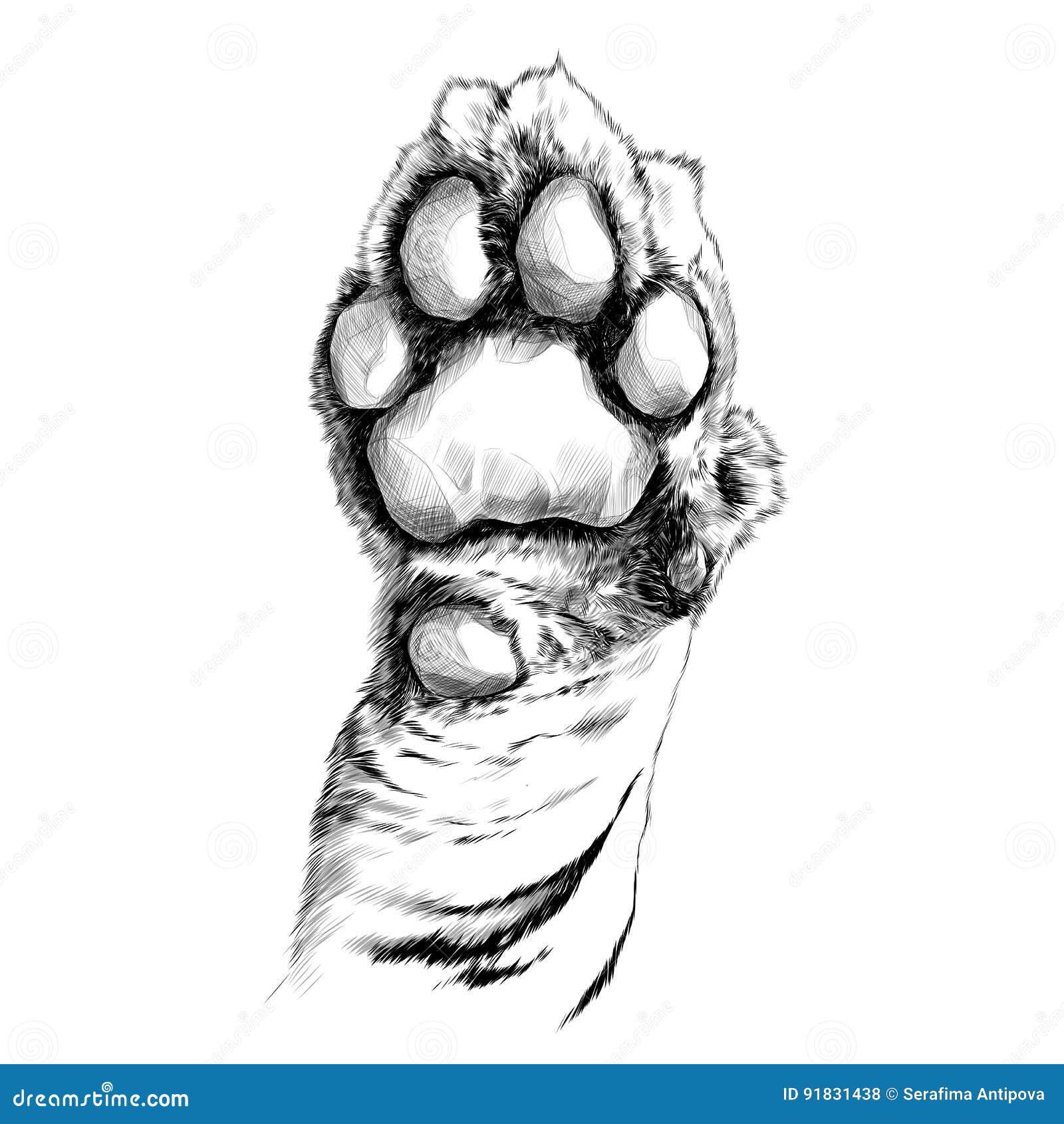 Tiger paw sketch vector stock vector. Illustration of prints - 91831438