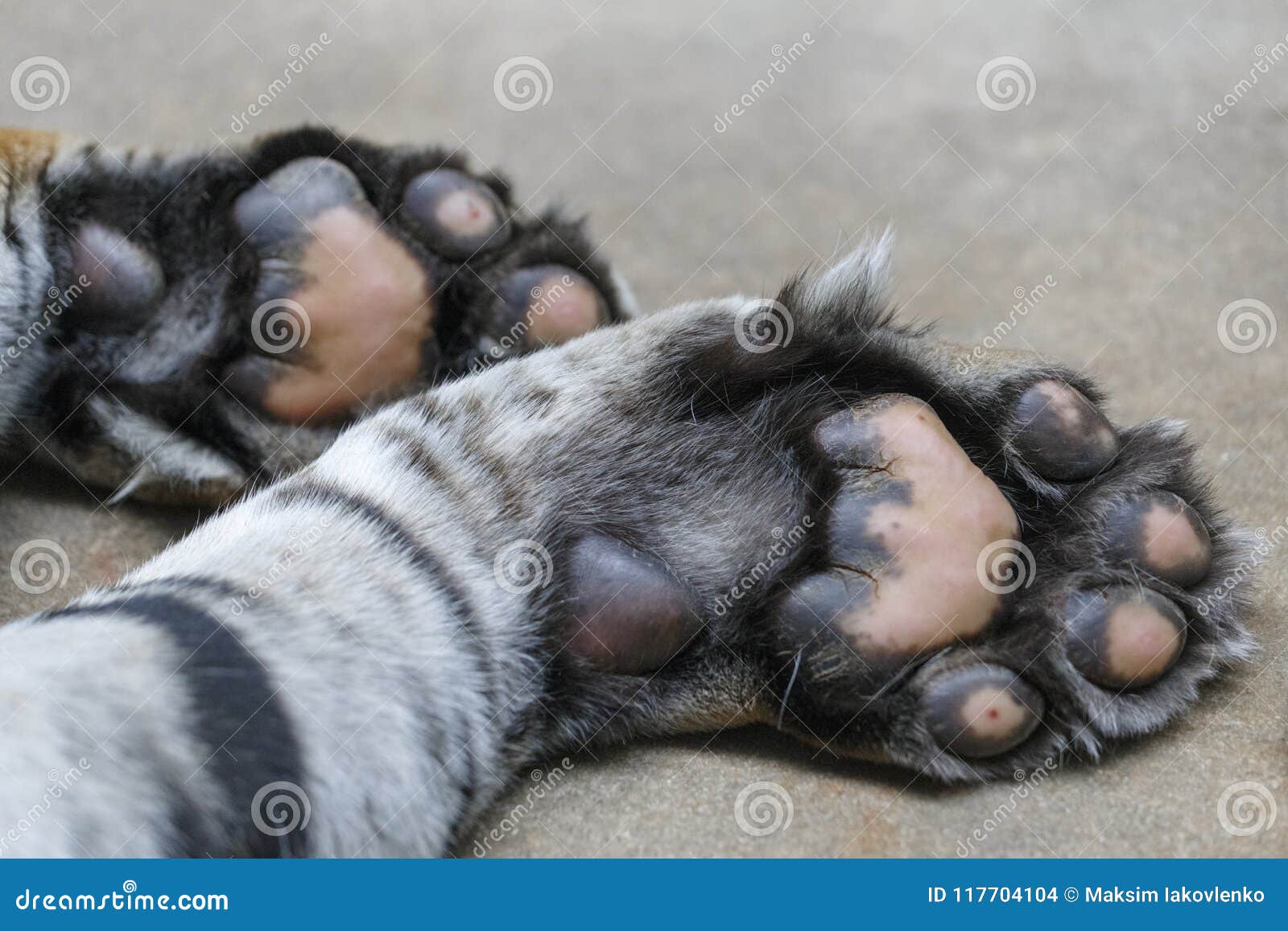 Tiger Paws foto de archivo. Imagen de icono, peligro - 117704104