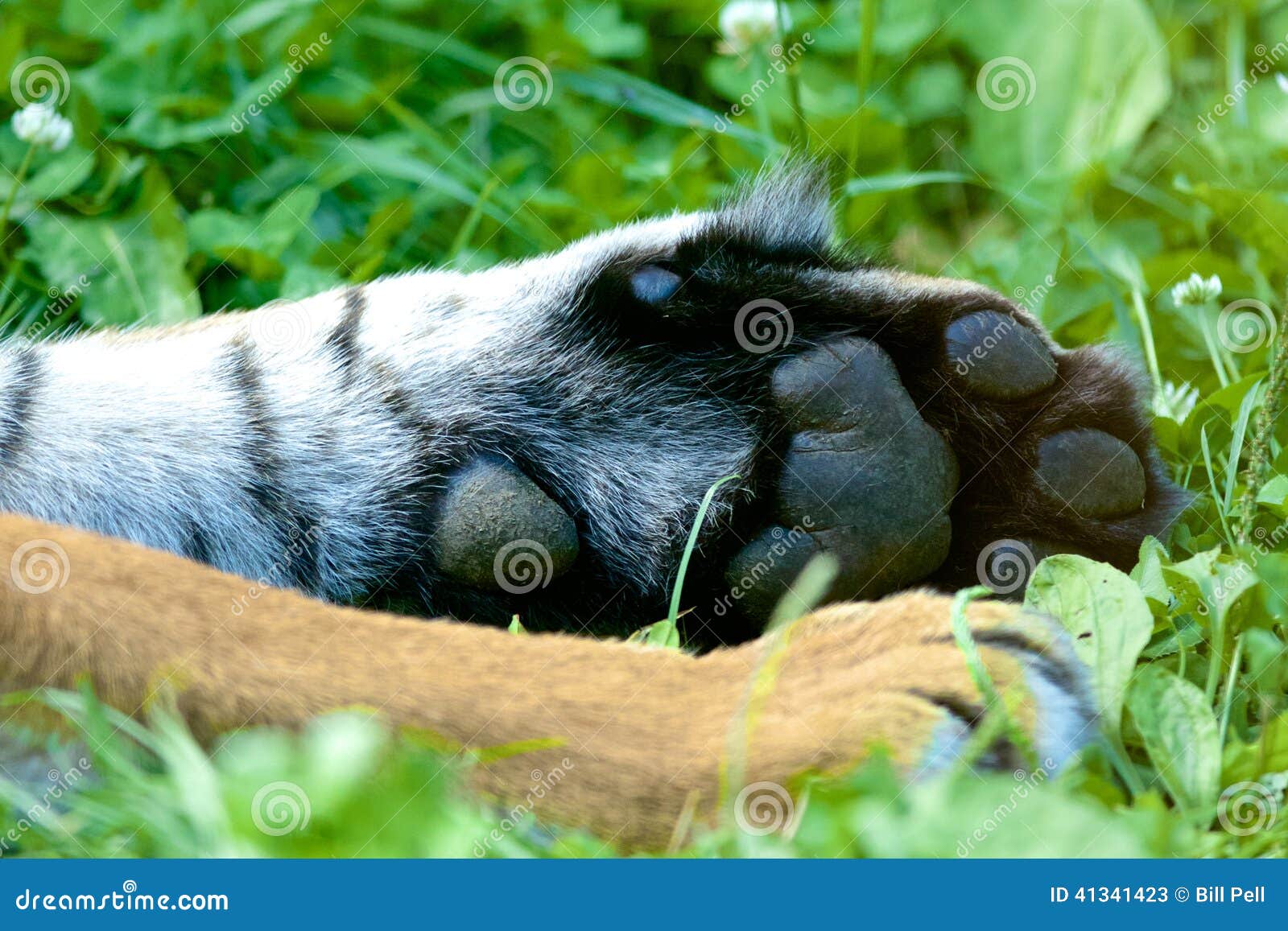 Tiger Paws stock afbeelding. Image of groen, carnivoor - 41341423