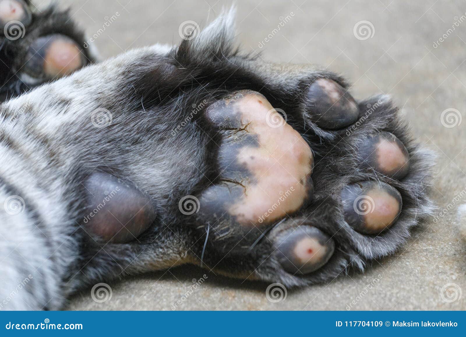 Tiger paws large stock image. Image of domestic, footprints - 117704109