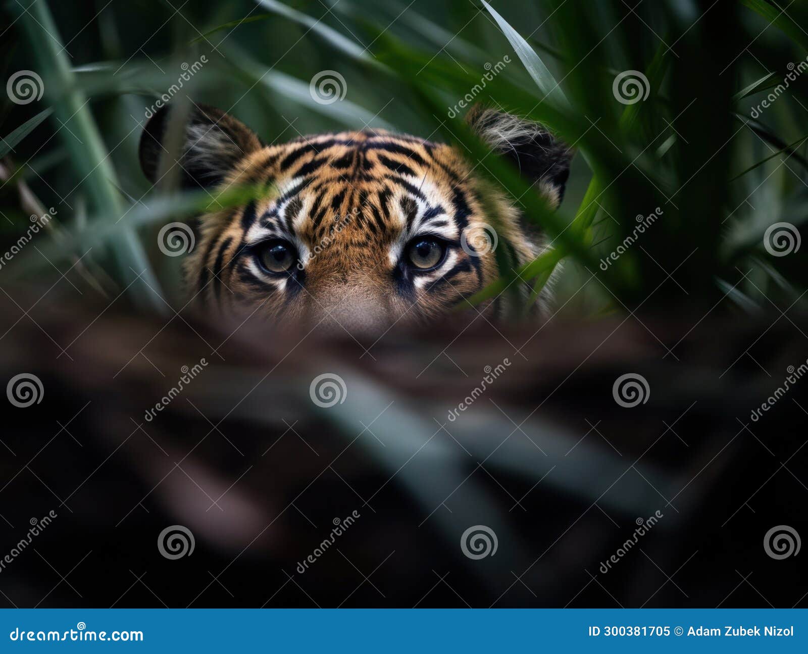Tiger Peeking Out Of The Bush. Watercolor Drawingg Royalty-Free Stock ...