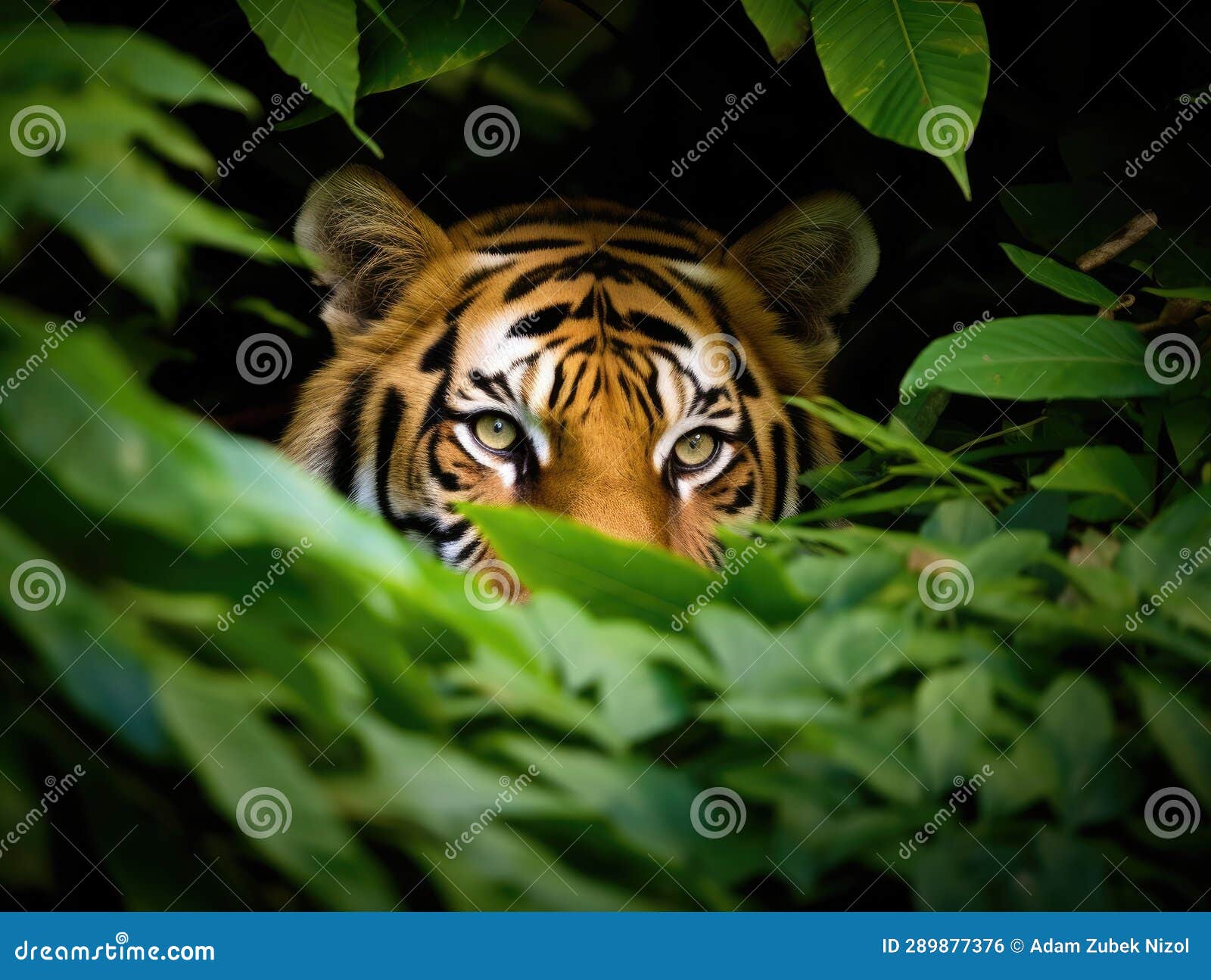 Tiger Peeking Out Of The Bush. Watercolor Drawingg Royalty-Free Stock ...