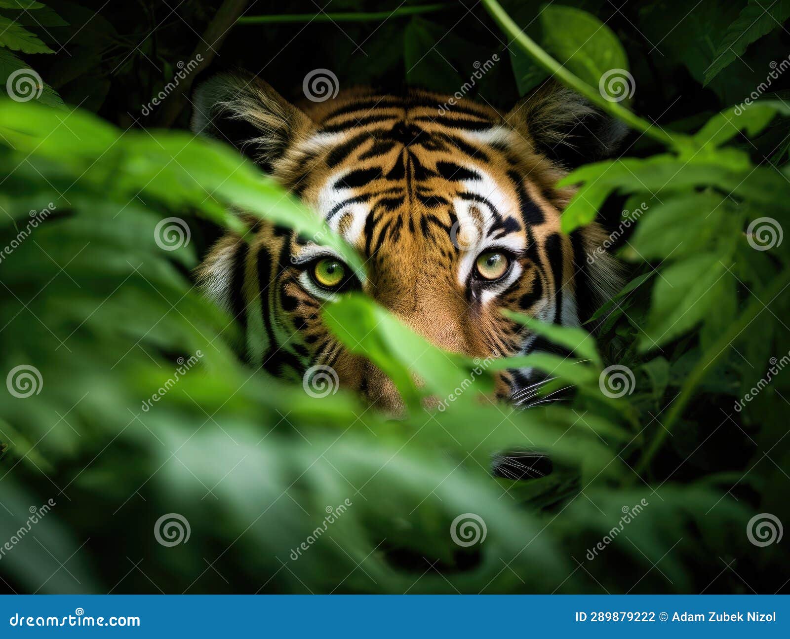 Tiger Peeking Out Of The Bush. Watercolor Drawingg Royalty-Free Stock ...