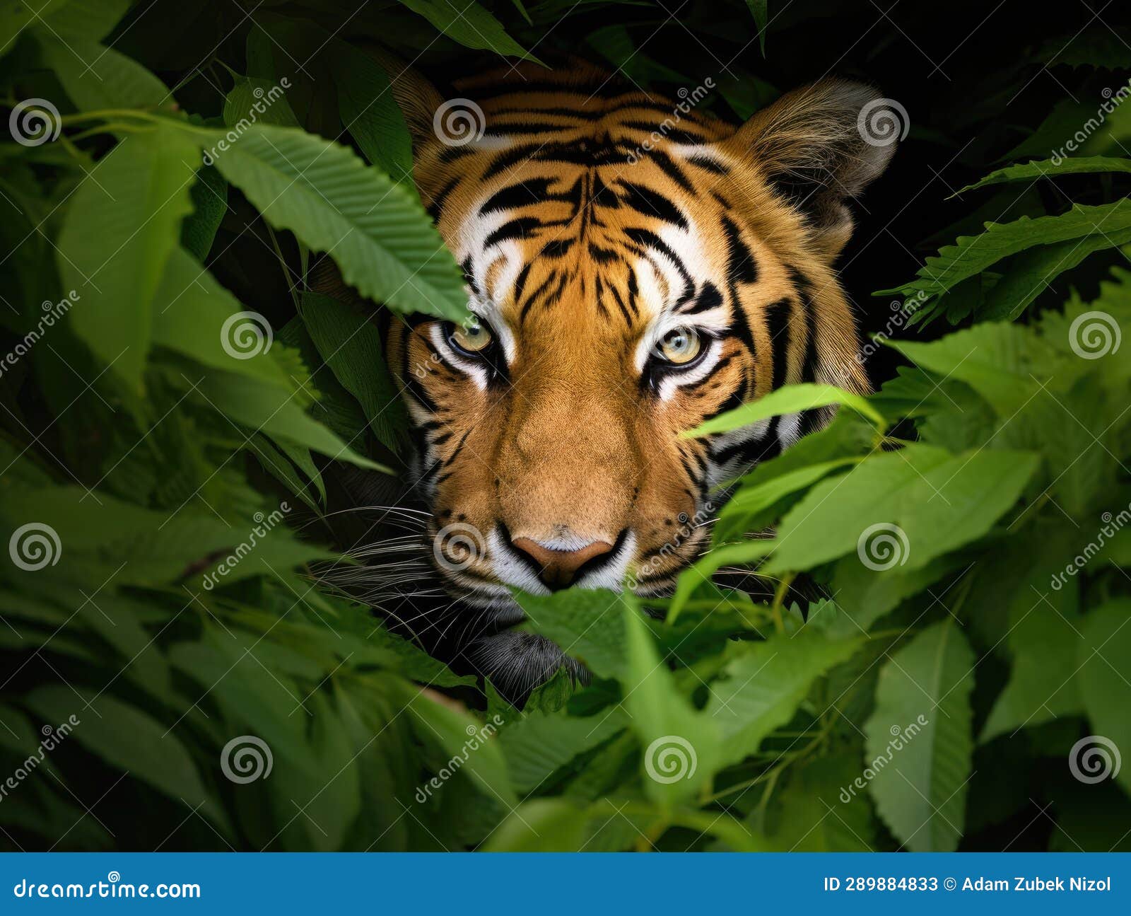 Tiger Peeking Out Of The Bush. Watercolor Drawingg Royalty-Free Stock ...
