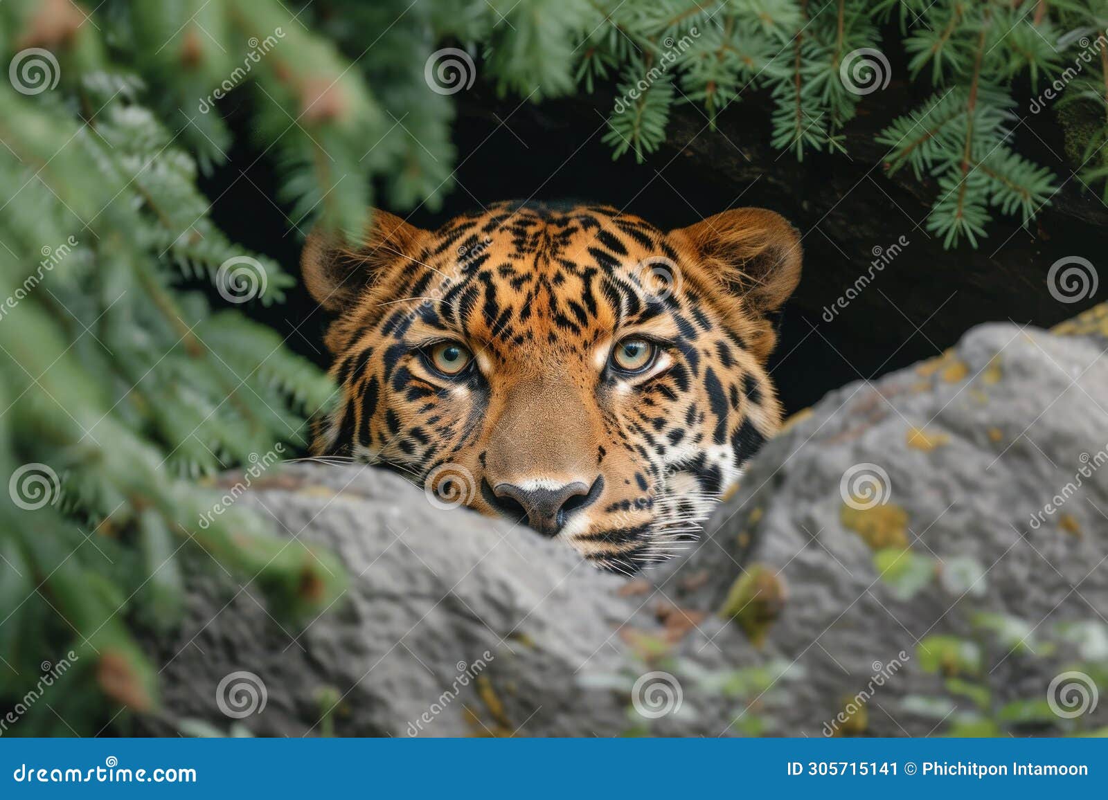 A Tiger is Peeking Out from Behind a Rock. AI Generative Stock Image ...