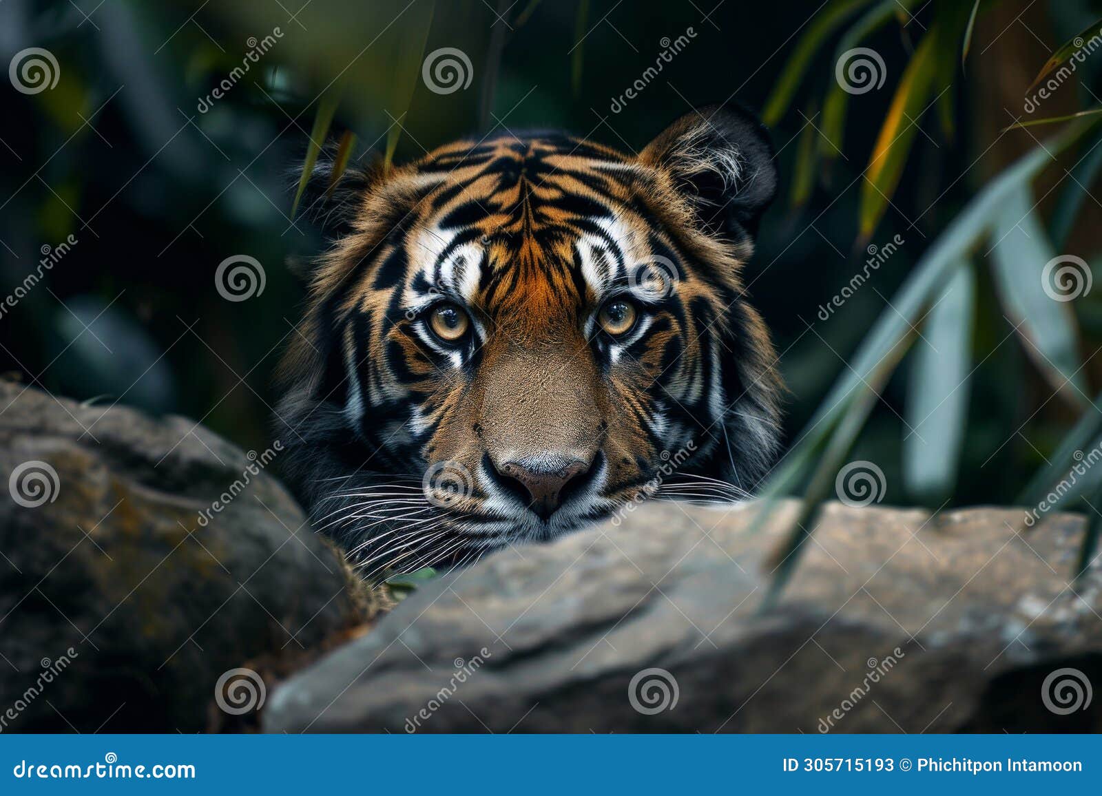 A Tiger is Peeking Out from Behind a Rock. AI Generative Stock Image ...