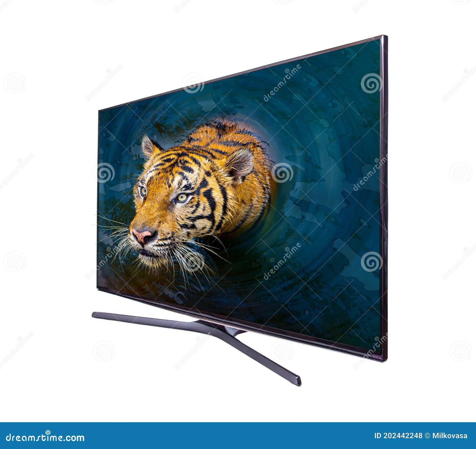 The Tiger Peeks Out of the TV Screen Stock Photo - Image of flat, hdtv ...