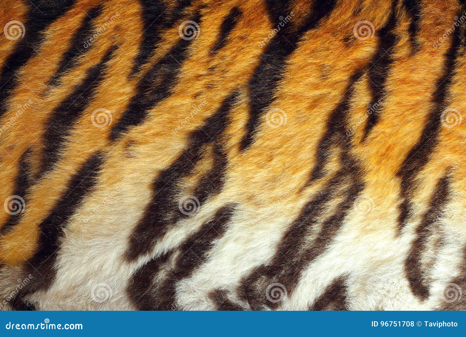 Tiger Pelt stock photo. Image of texture, textured, skin - 96751708