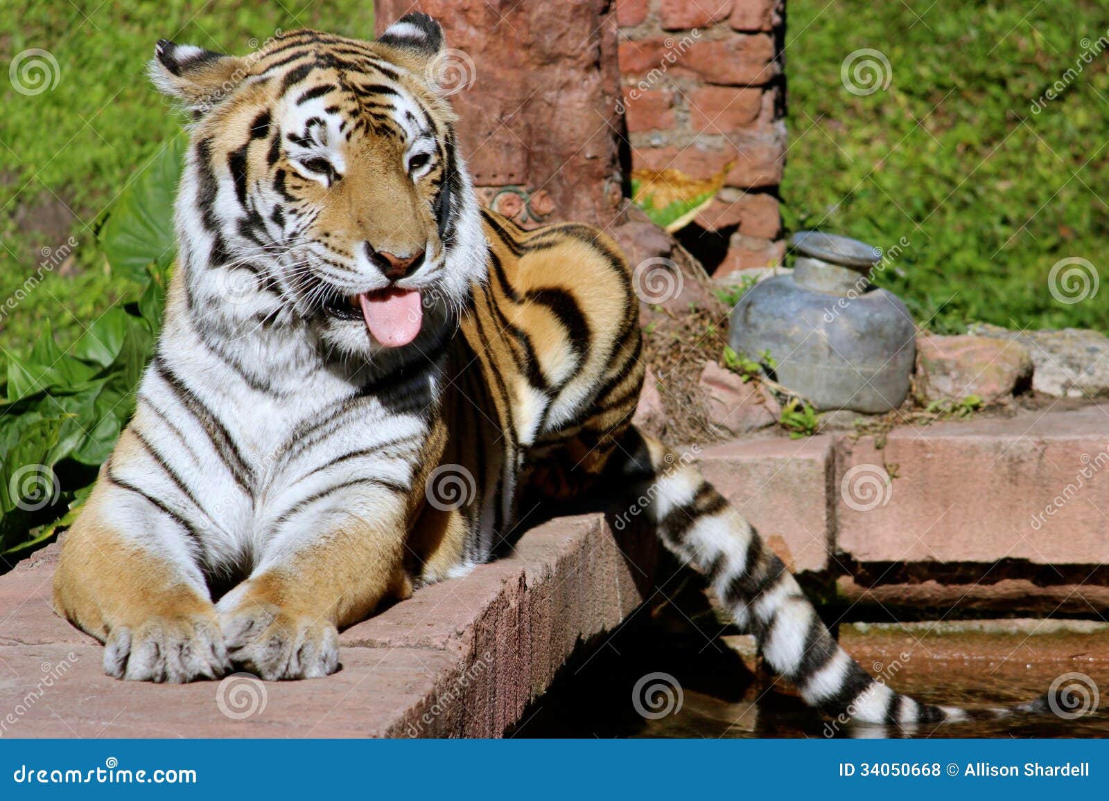 Tiger Perched on Ledge stock photo. Image of asian, animal - 34050668