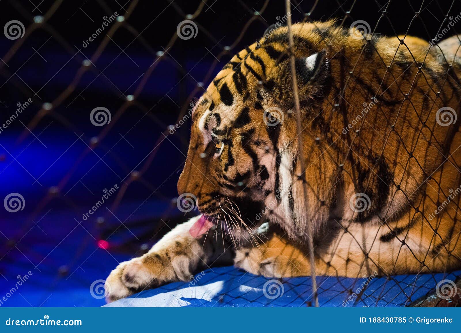 Tiger Performs Tricks in the Circus Arena Stock Image - Image of ...