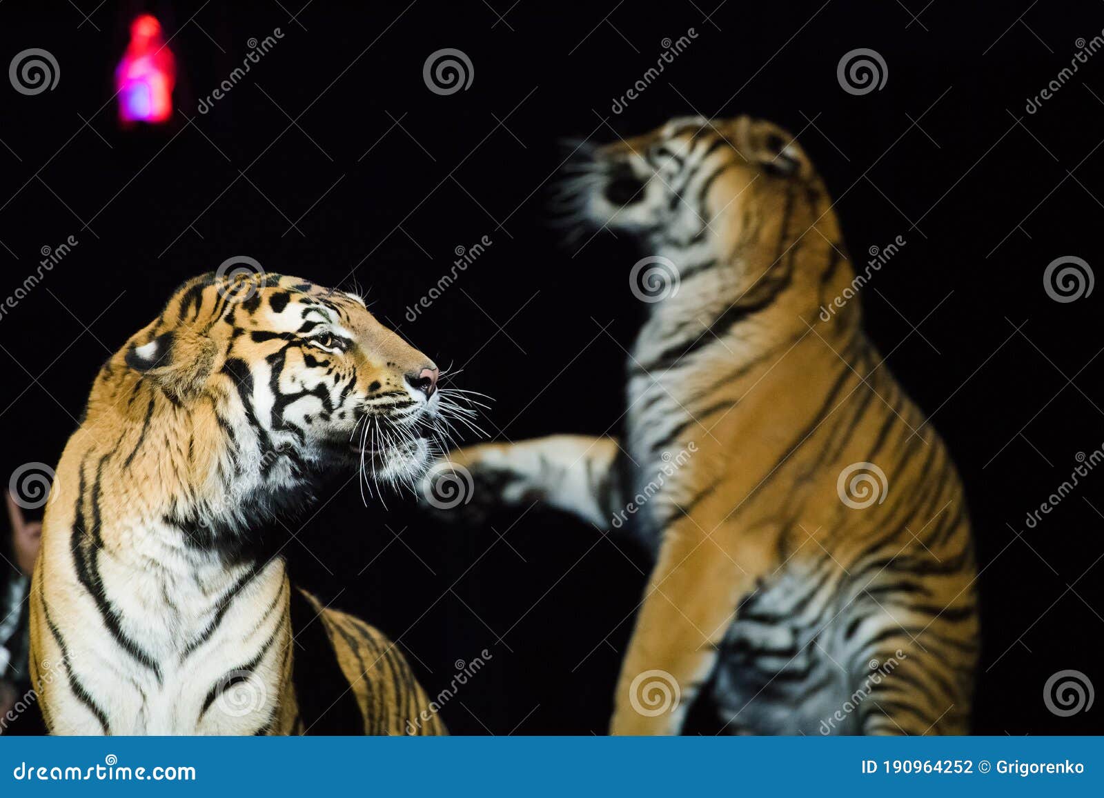 Tiger Performs Tricks in the Circus Arena Stock Photo - Image of tiger ...