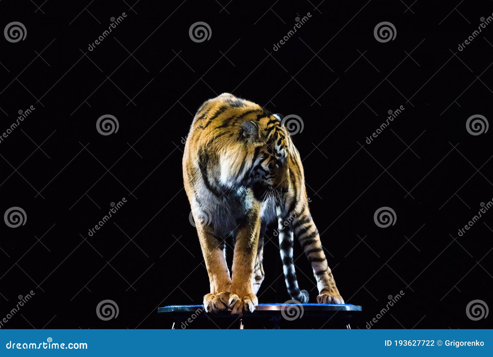 Tiger Performs Tricks in the Circus Arena Stock Photo - Image of mammal ...