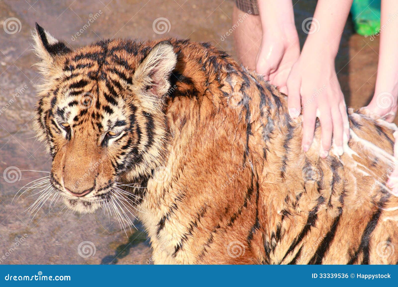 Tiger stock photo. Image of bengal, striped, head, wildcat - 33339536