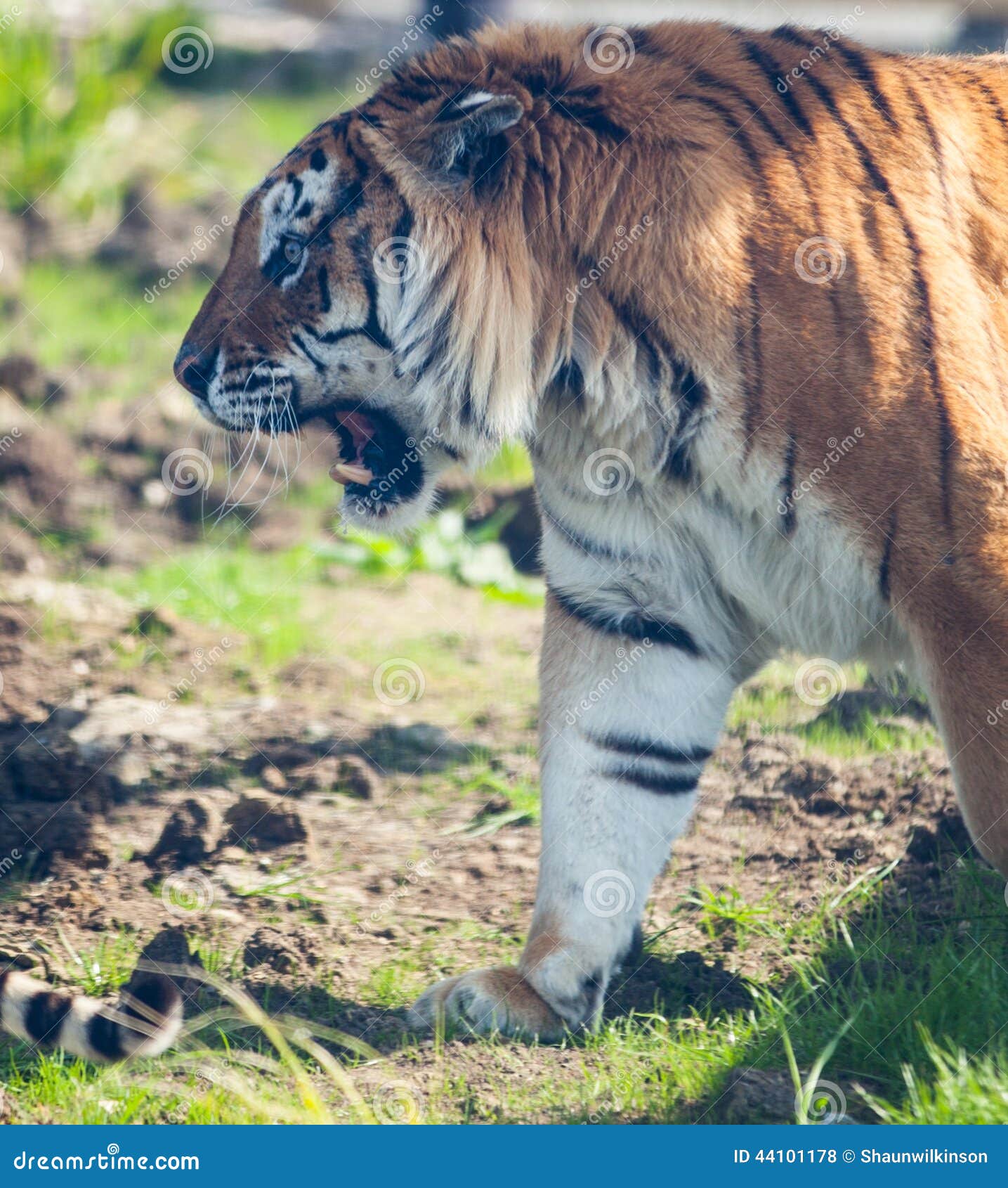 Tiger stock photo. Image of predator, roar, endangered - 44101178