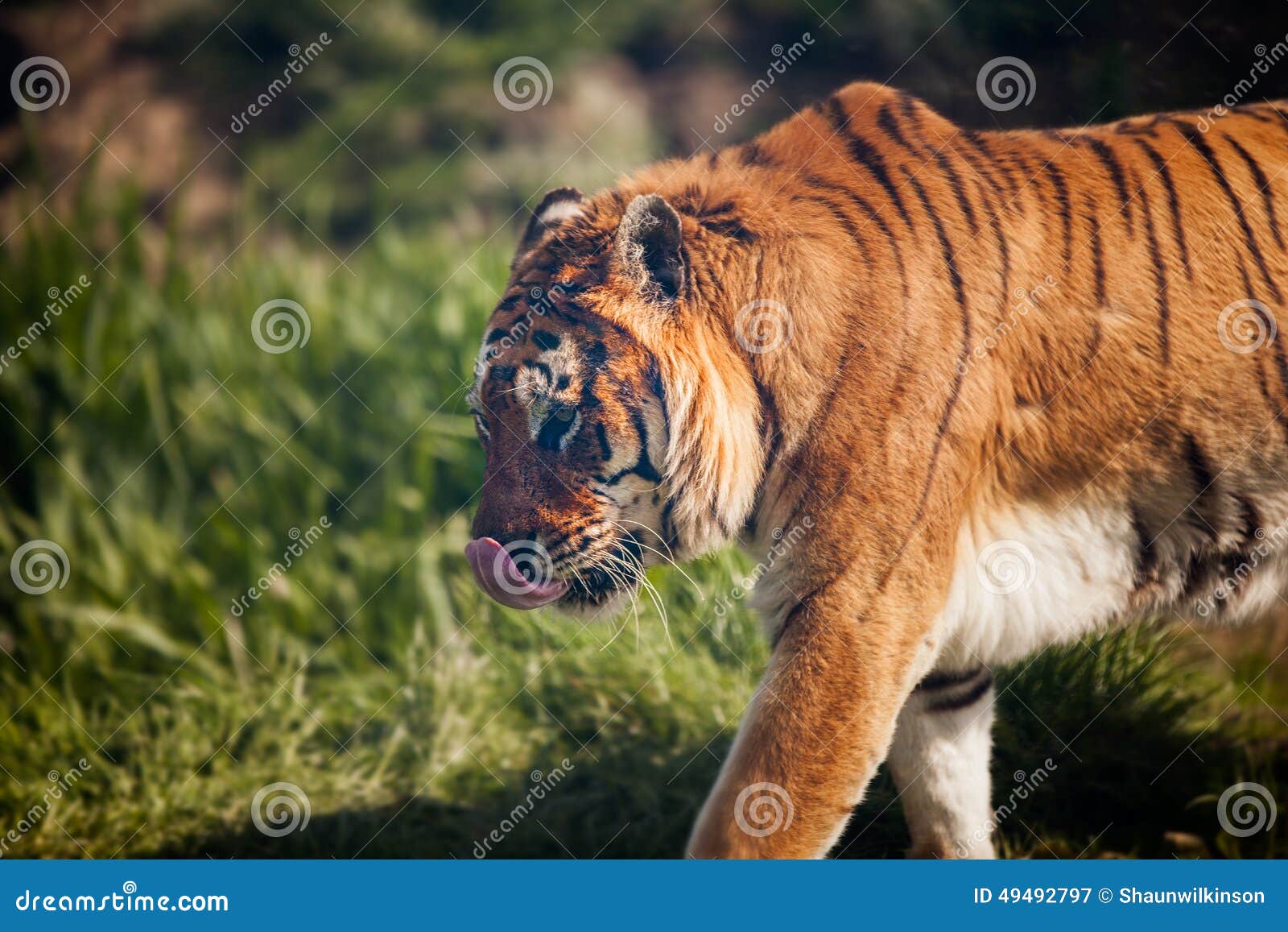 Tiger stock image. Image of feline, nature, tigress, endangered - 49492797