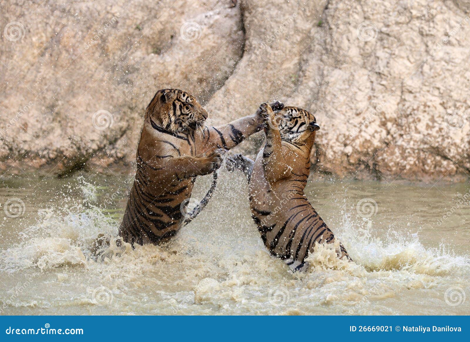 Tiger play stock image. Image of stalk, orange, hunt - 26669021