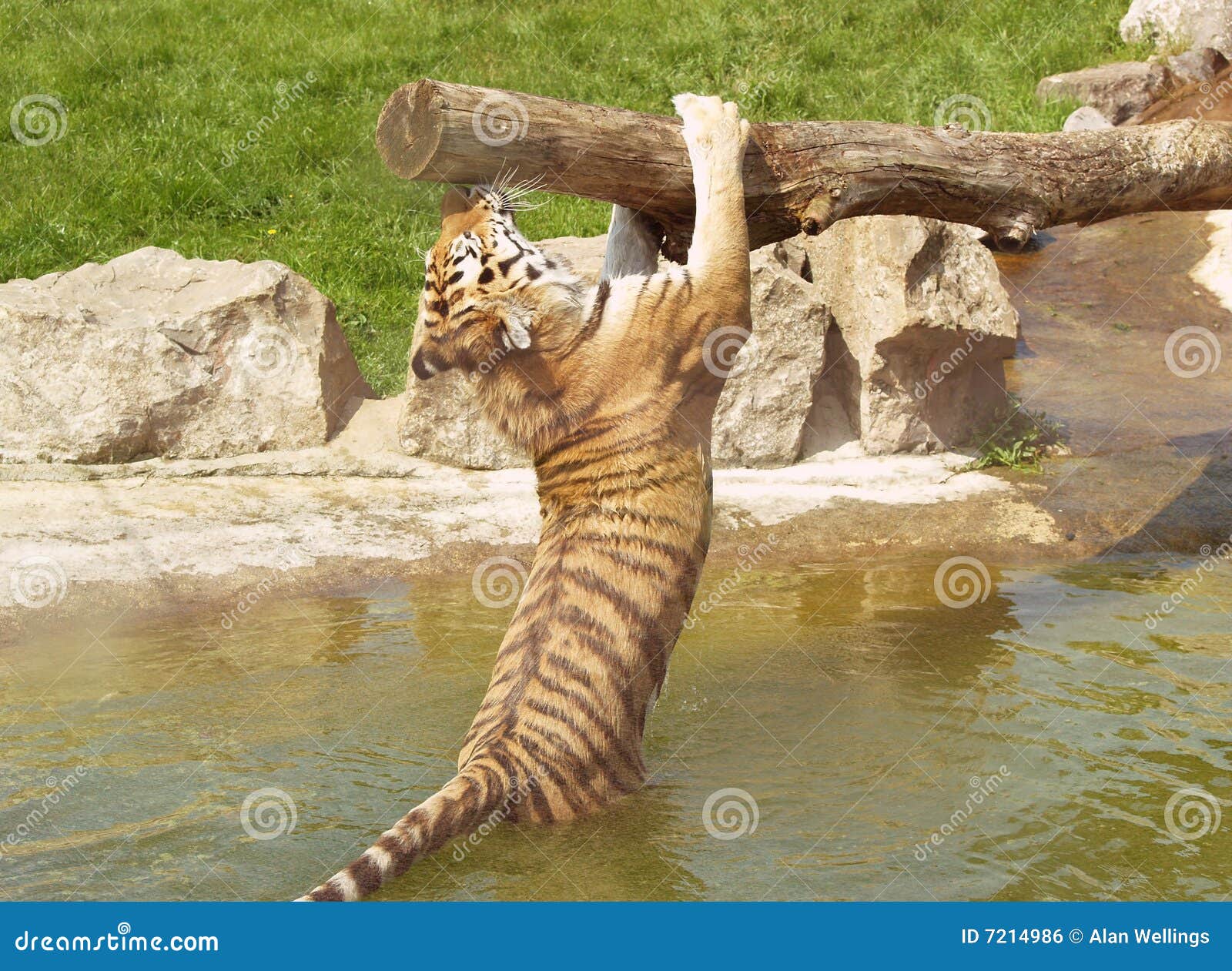 Tiger play stock photo. Image of play, tiger, teeth, claws - 7214986