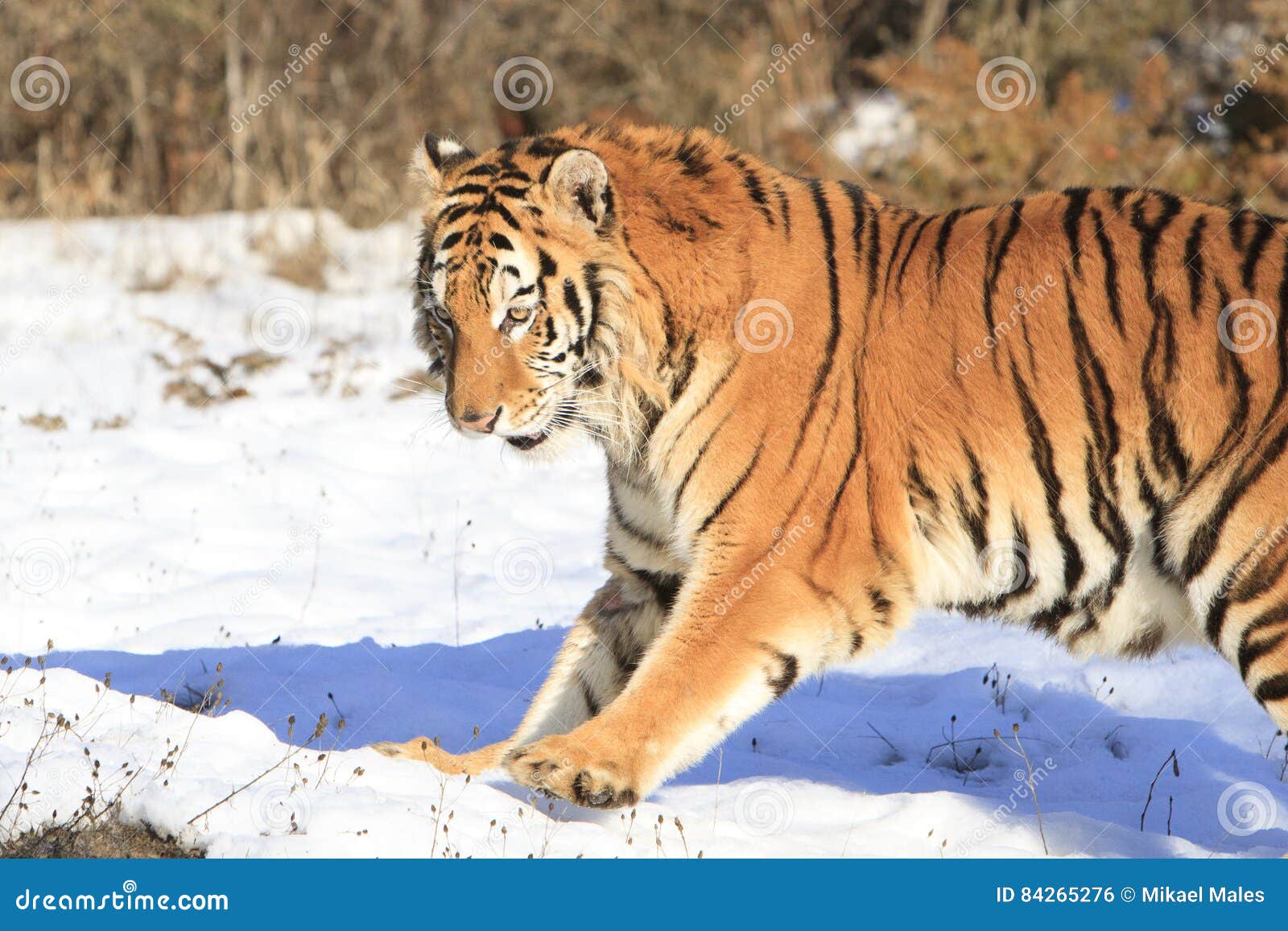 Tiger play time stock photo. Image of animal, grass, edge - 84265276