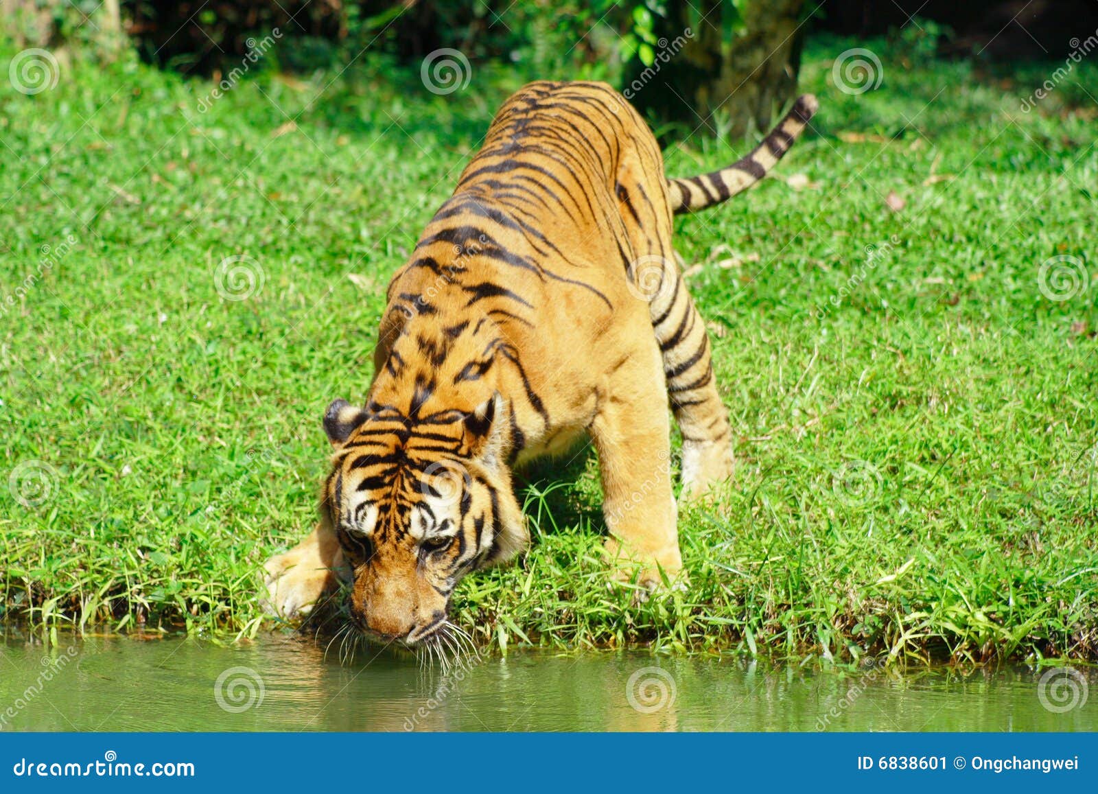 Tiger Play Water stock image. Image of attack, grassland - 6838601