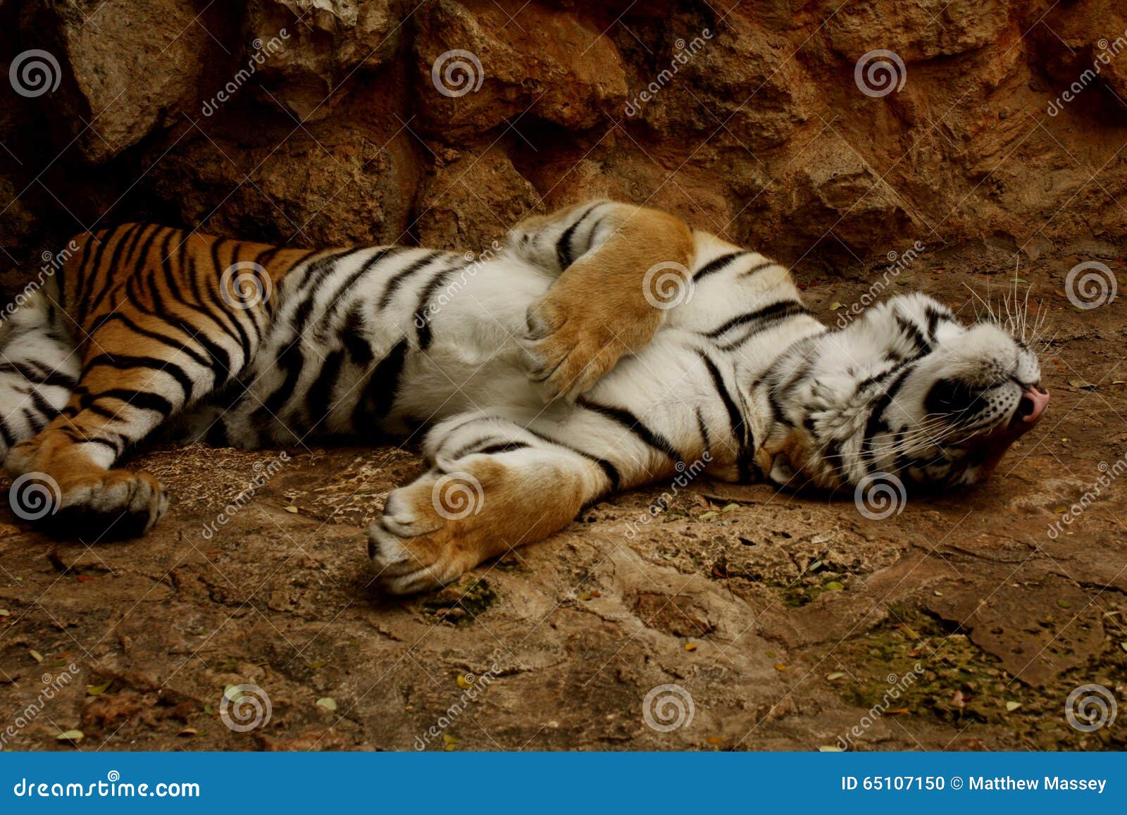 Tiger playing dead stock photo. Image of playing, dead - 65107150