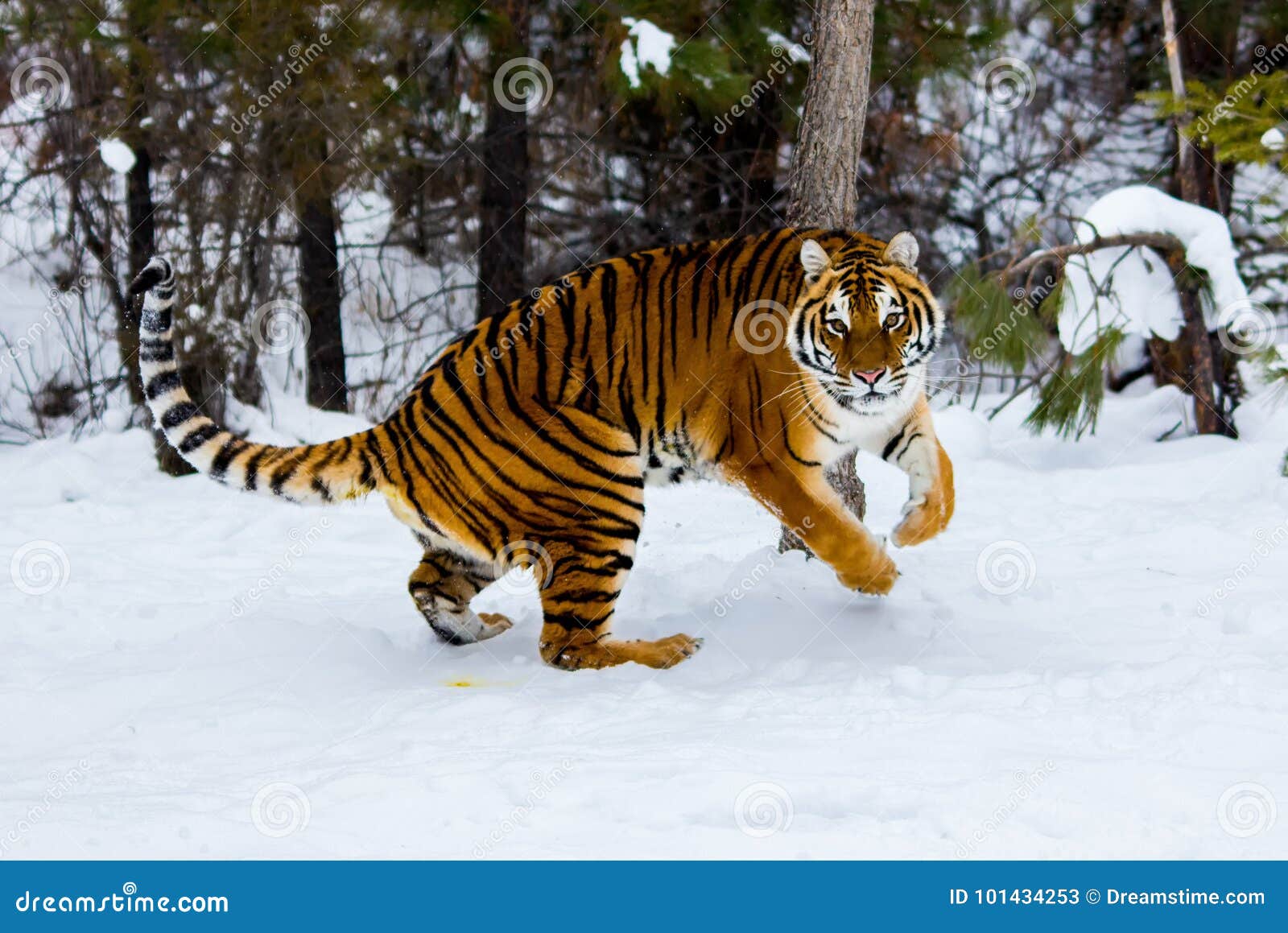Tiger playing in the snow. stock image. Image of montana - 101434253