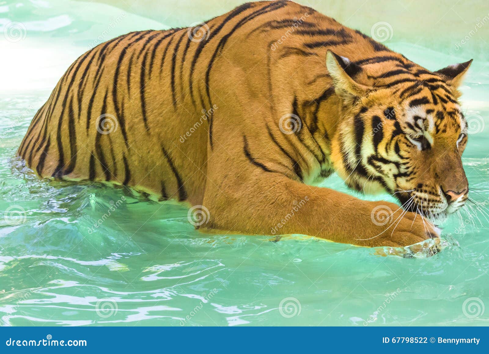 Tiger playing in water stock photo. Image of beauty, face - 67798522