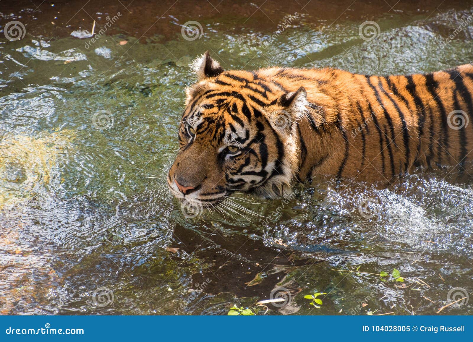 Tiger playing water stock image. Image of predator, face - 104028005