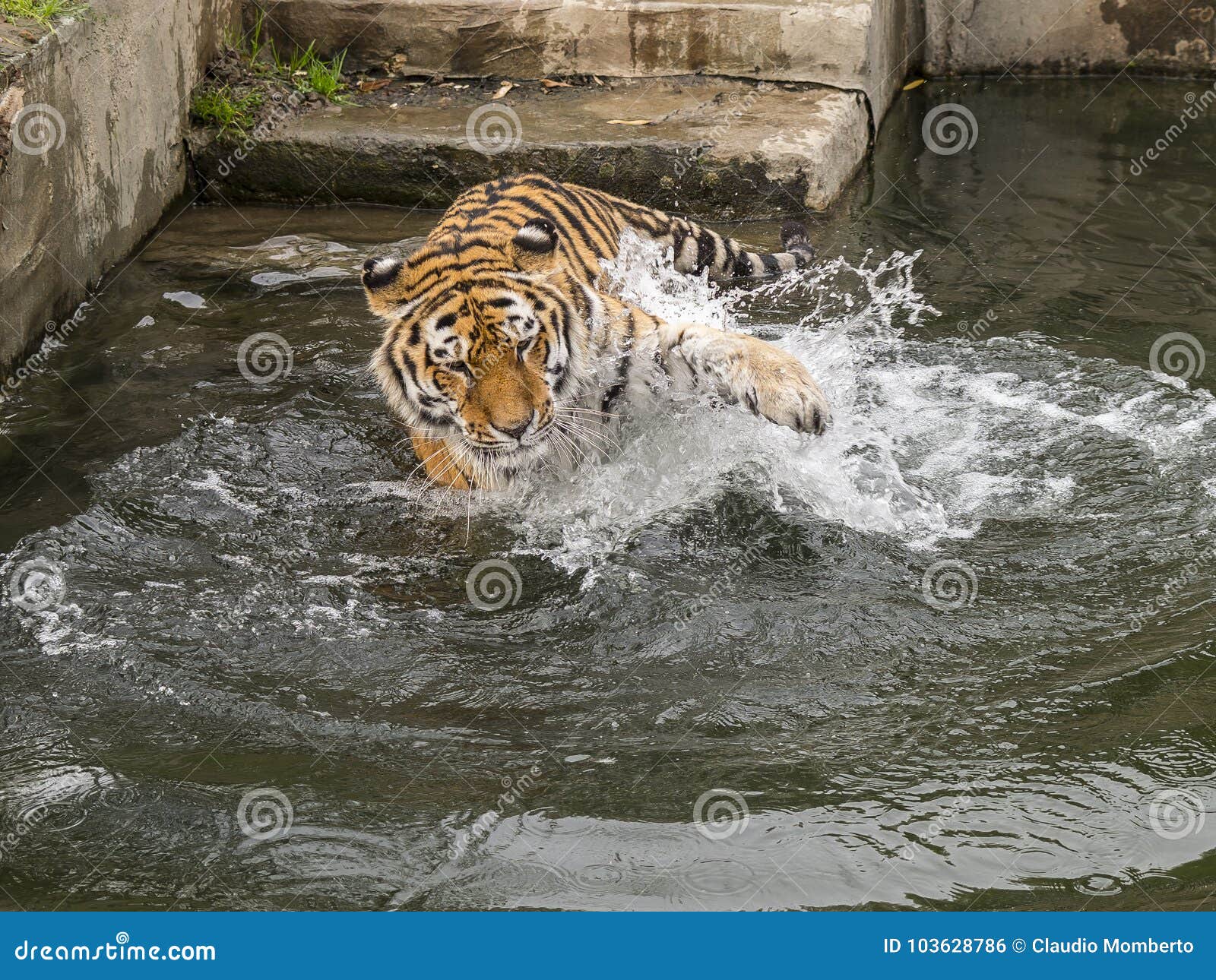 Tiger plays in the water stock photo. Image of carnivore - 103628786